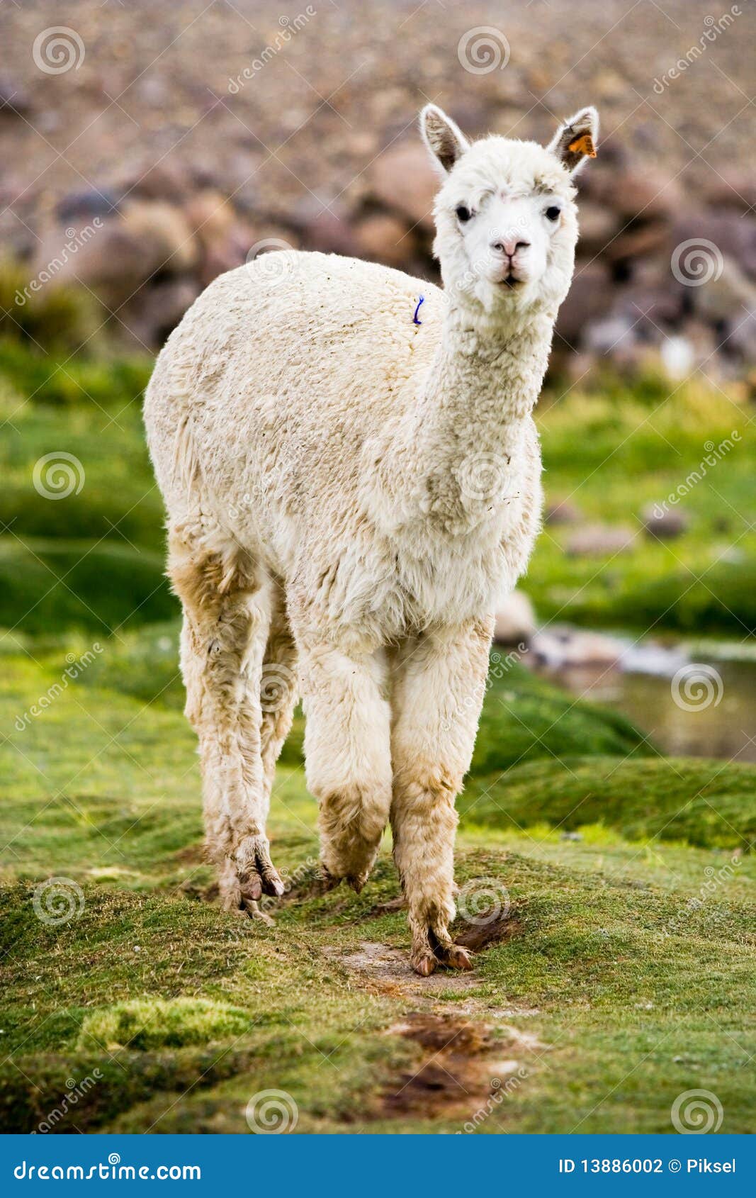 Alpaca, Peru stock photo. Image of south, outdoors, nature - 13886002