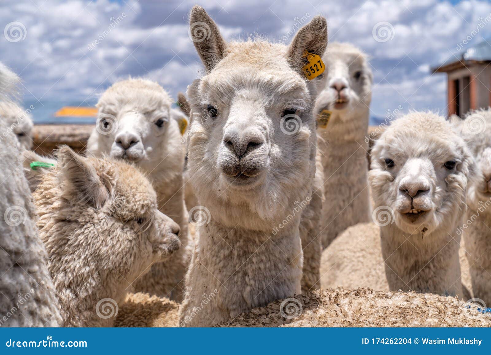 Alpaca in Peru Highlands Andes Mountains Editorial Stock Image - Image ...