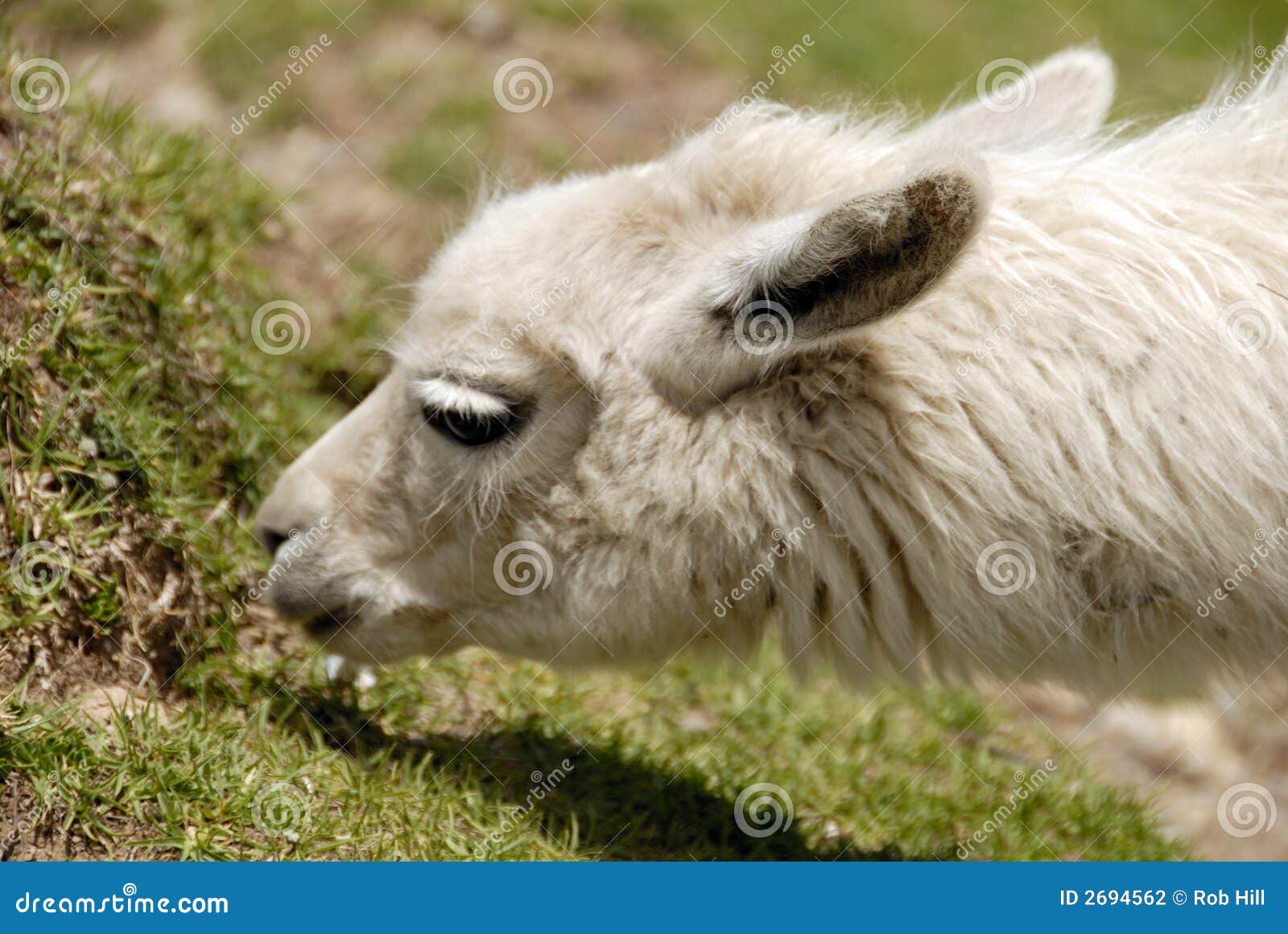 Alpaca Peruana Imagen. Imagen: 2694562