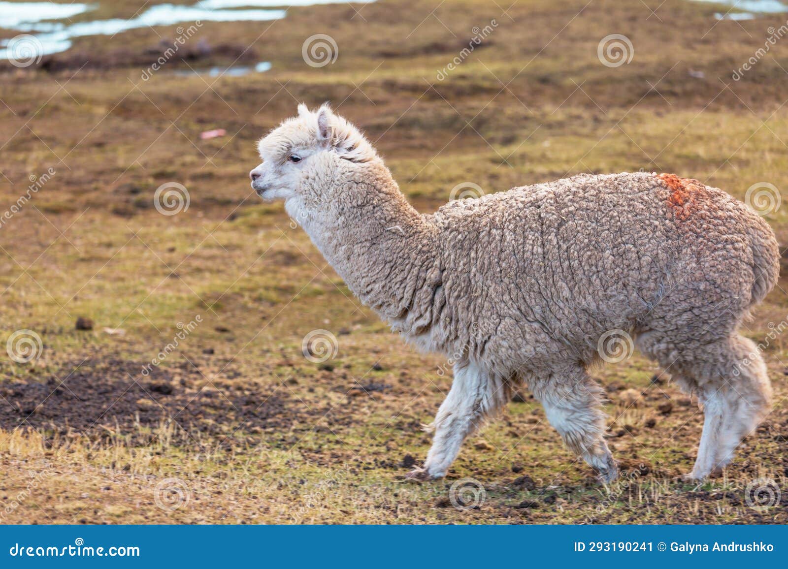 Alpaca stock image. Image of inca, country, farming - 293190241