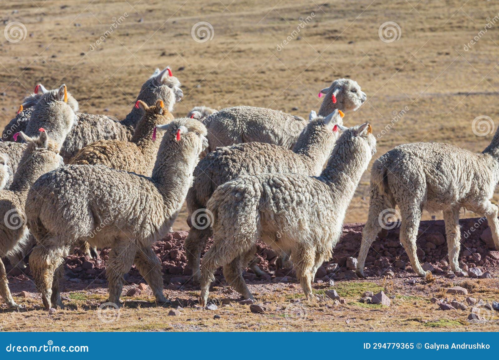 Alpaca stock image. Image of alpaka, agriculture, famous - 294779365