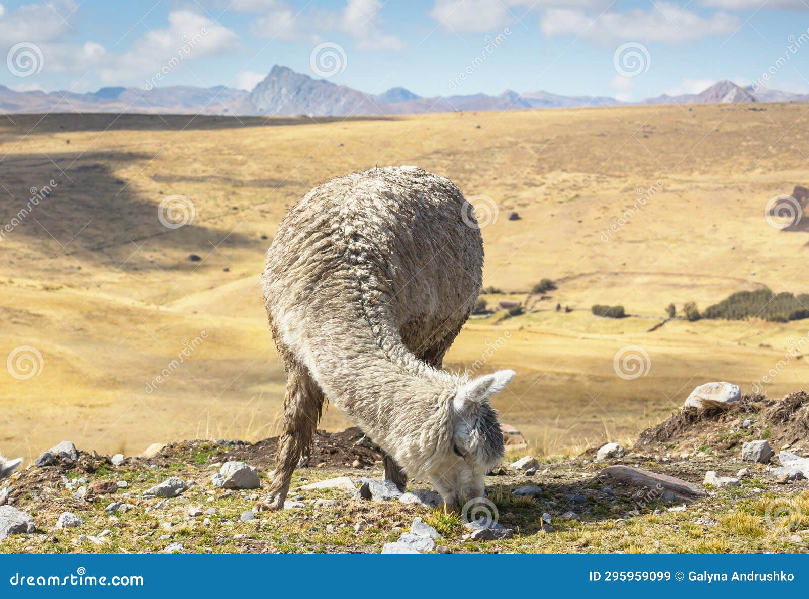 Alpaca stock image. Image of breed, famous, inca, natural - 295959099