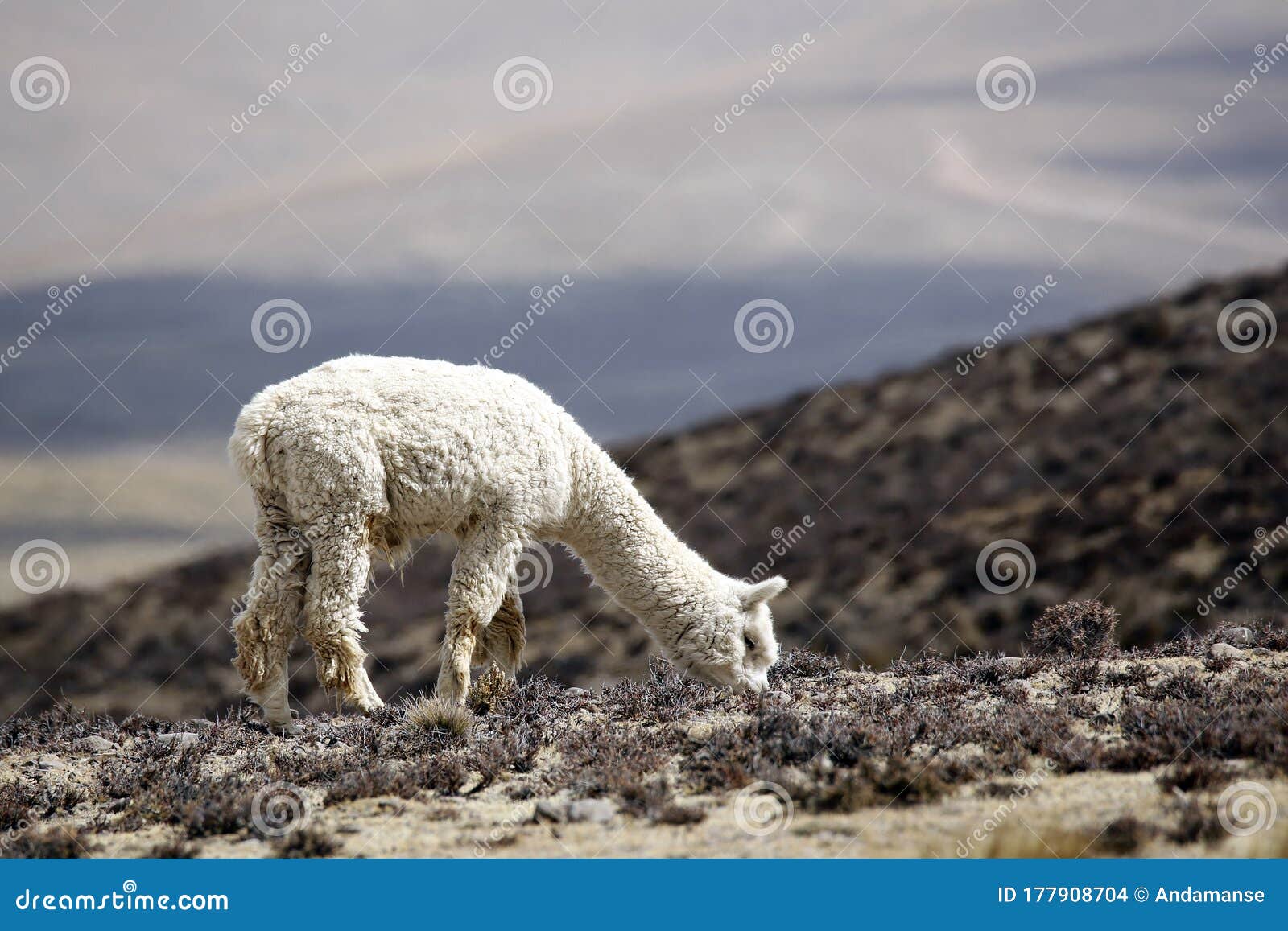 Alpaca in Peruvian Highlands Stock Photo - Image of highlands, andes ...