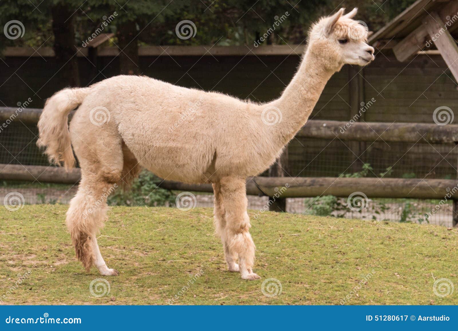 Alpaca stock image. Image of nature, fluffy, farm, peruvian - 51280617