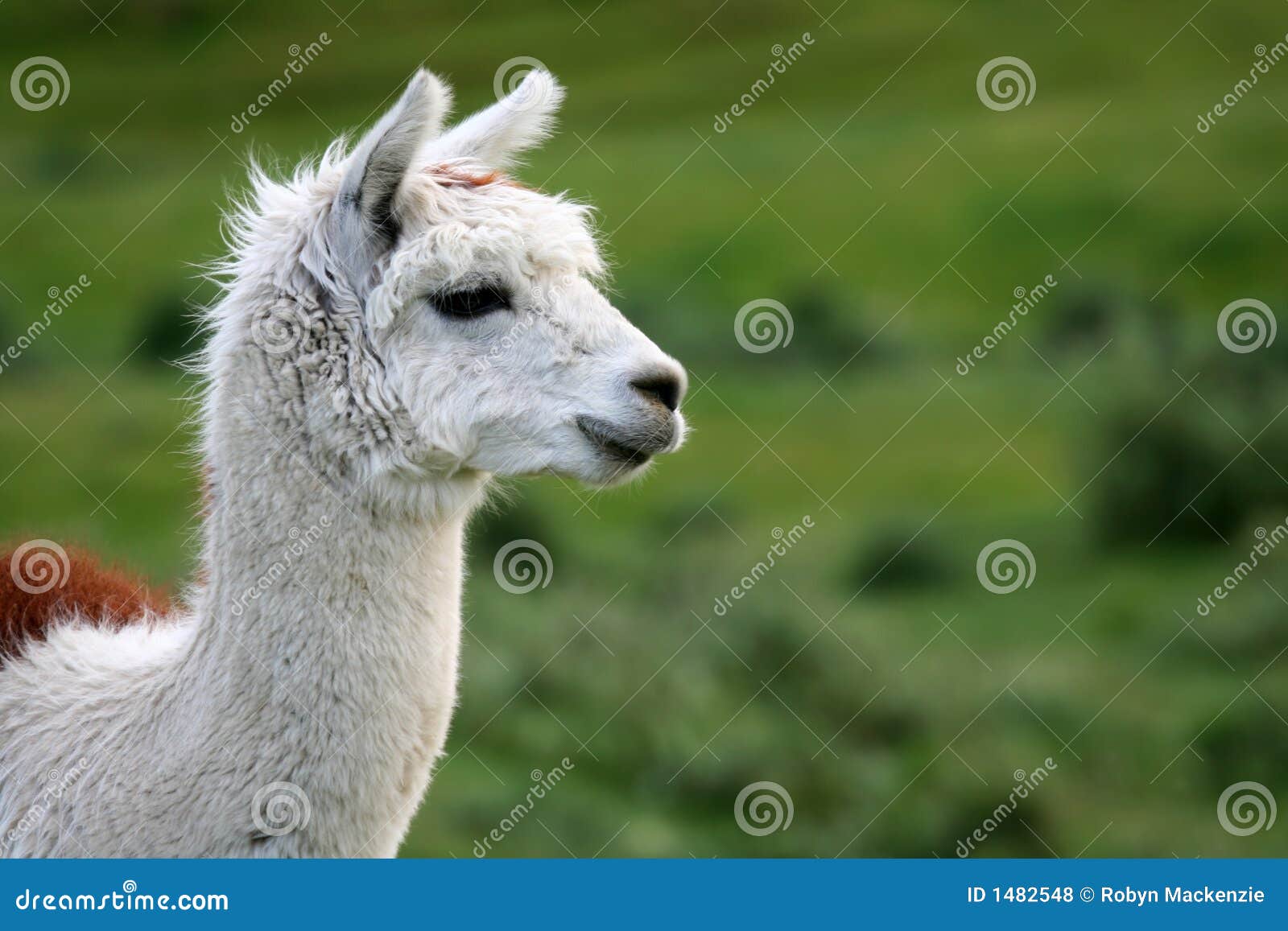 Alpaca Portrait stock photo. Image of farming, alpaca - 1482548