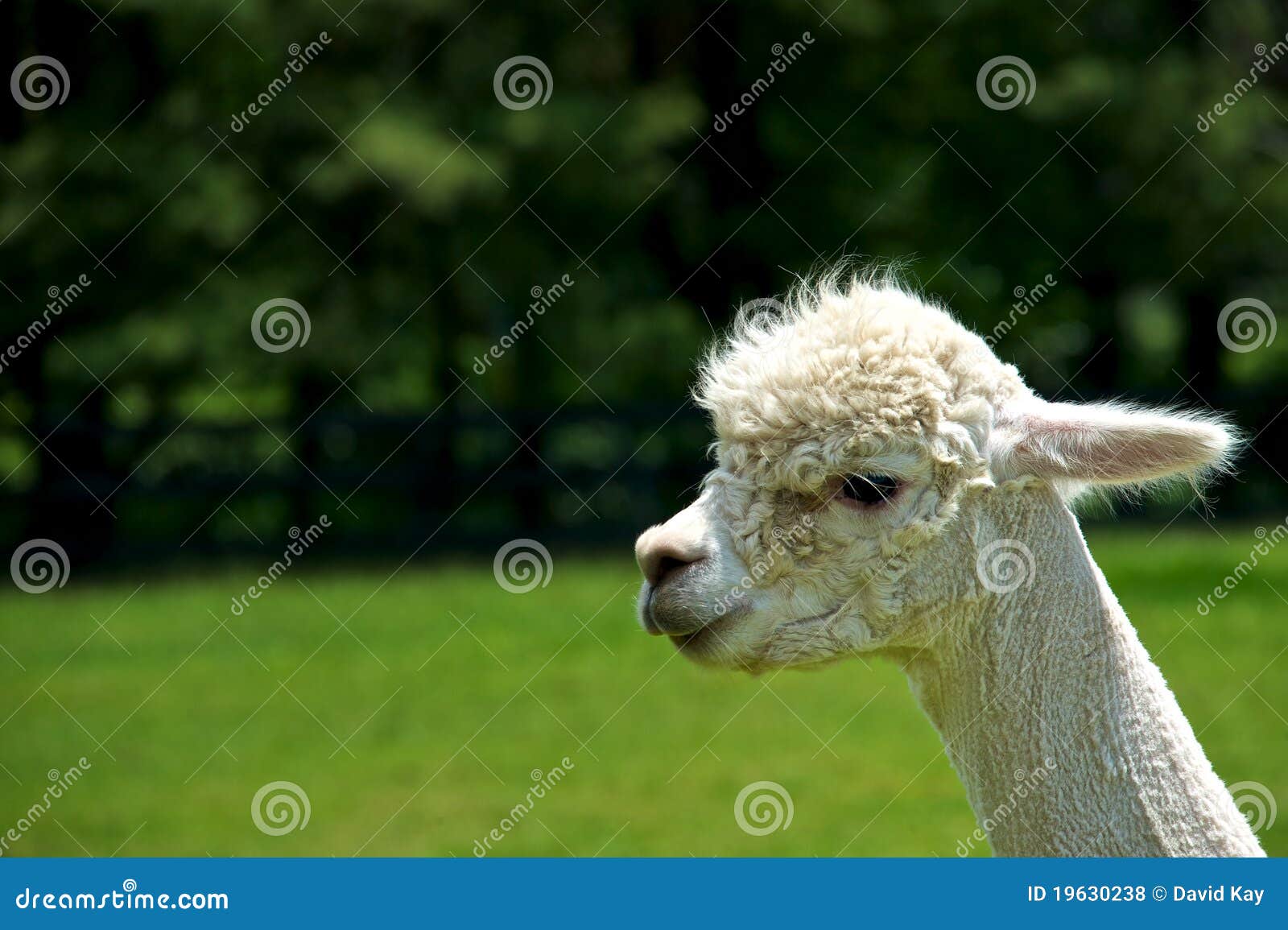 Alpaca Portrait stock photo. Image of curly, staring - 19630238