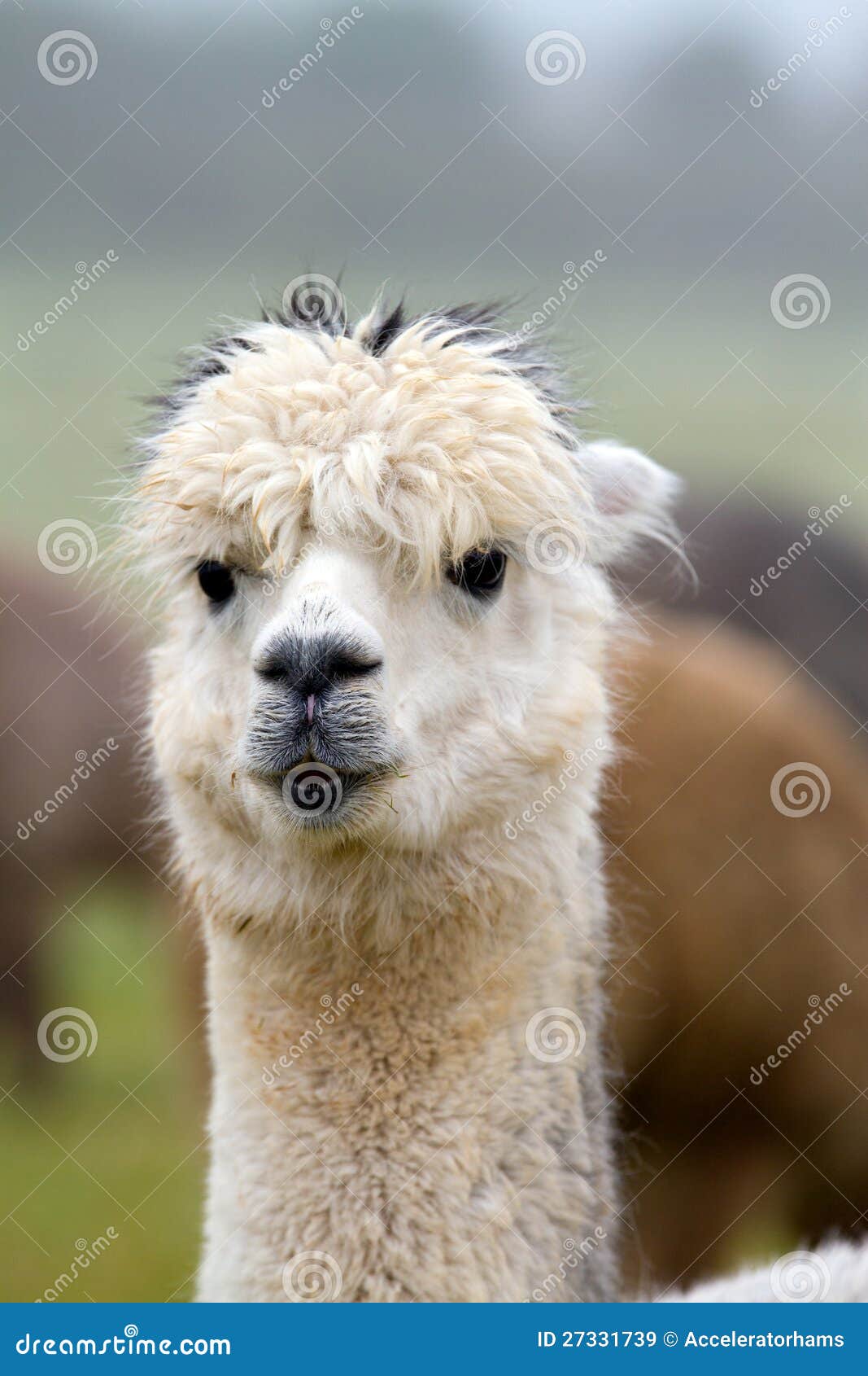 Alpaca portrait stock image. Image of herbivorous, mammal - 27331739