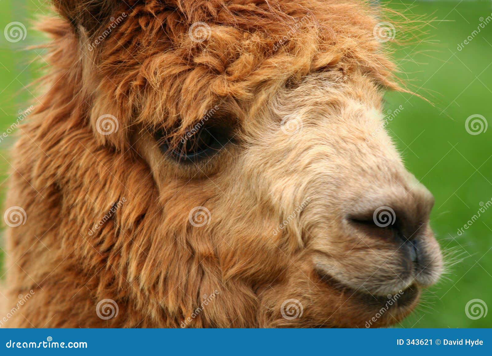 Alpaca portrait stock image. Image of alpaca, ranch, llama - 343621