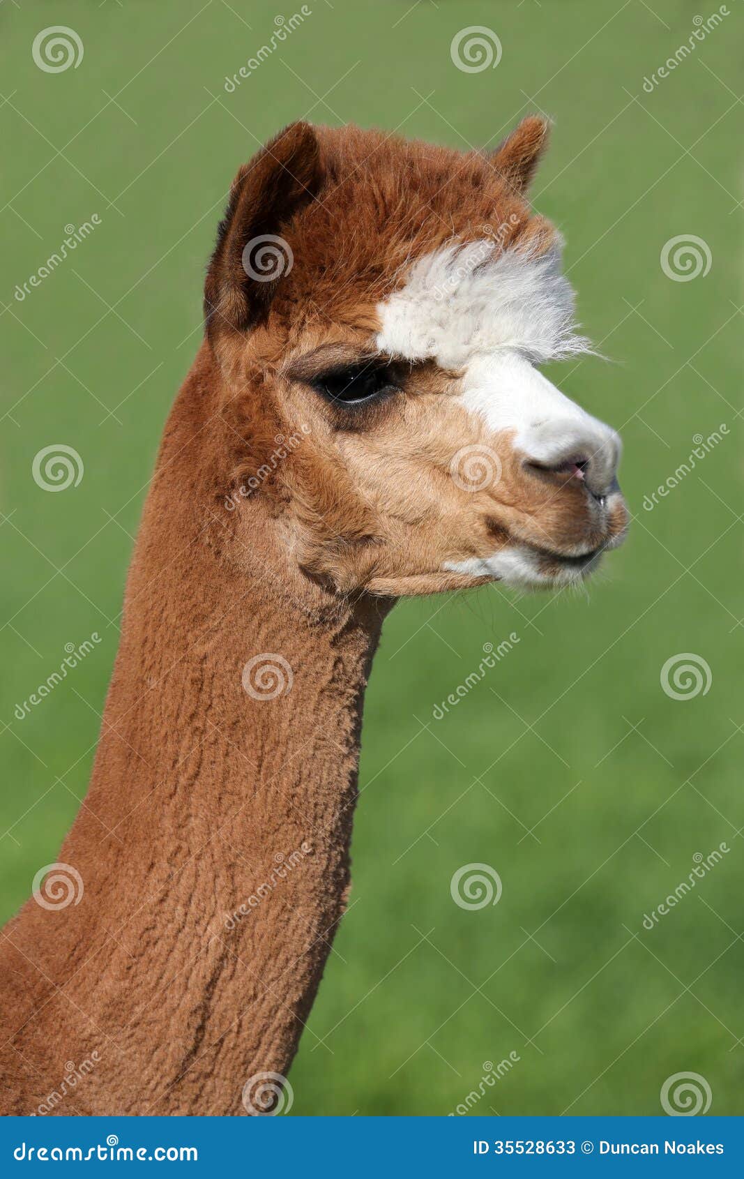 Alpaca Portrait stock image. Image of brown, outdoors - 35528633