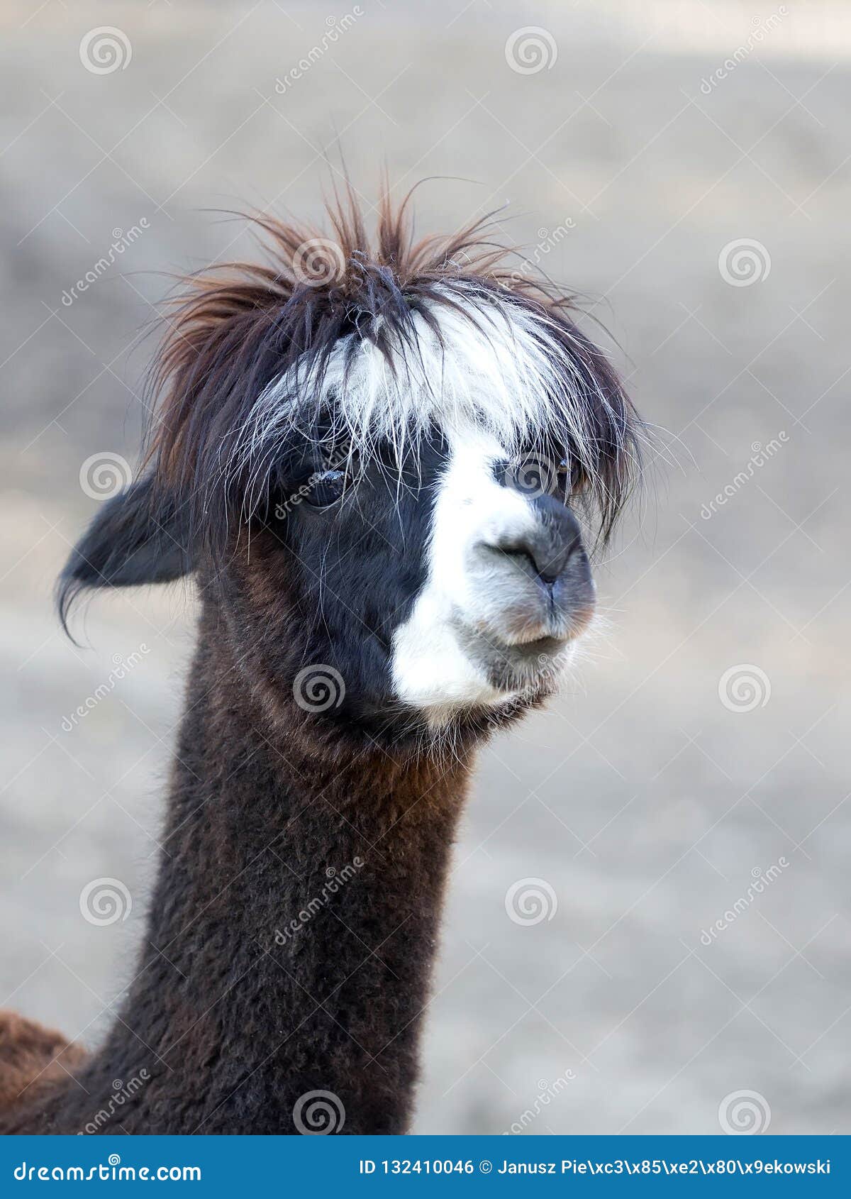 Alpaca, a portrait stock photo. Image of animal, alpaca - 132410046