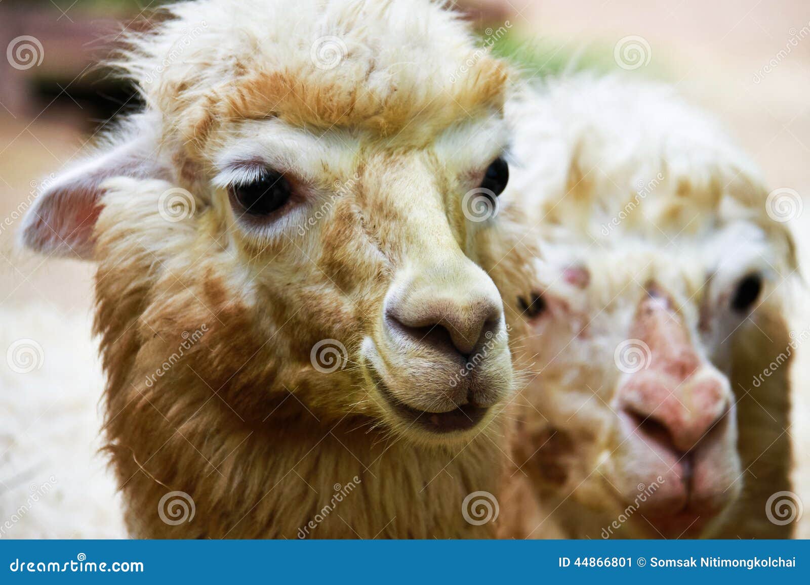 Alpaca portrait stock image. Image of hair, curly, animal - 44866801