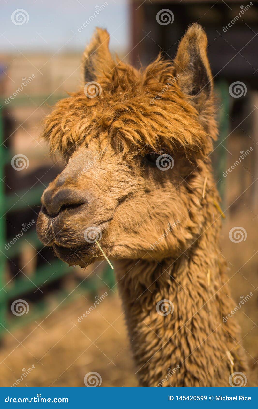 Alpaca portrait stock image. Image of hair, closeup - 145420599