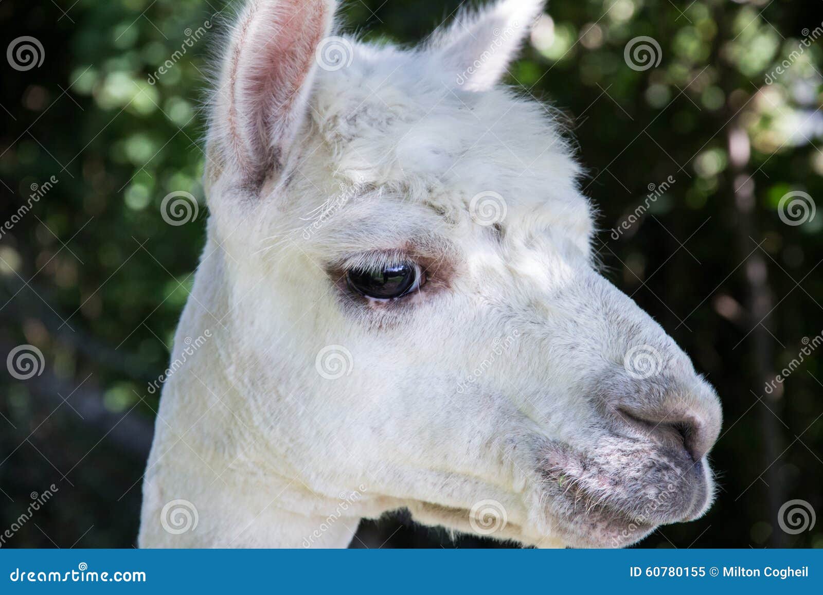 Alpaca Portrait stock image. Image of andean, wild, hair - 60780155