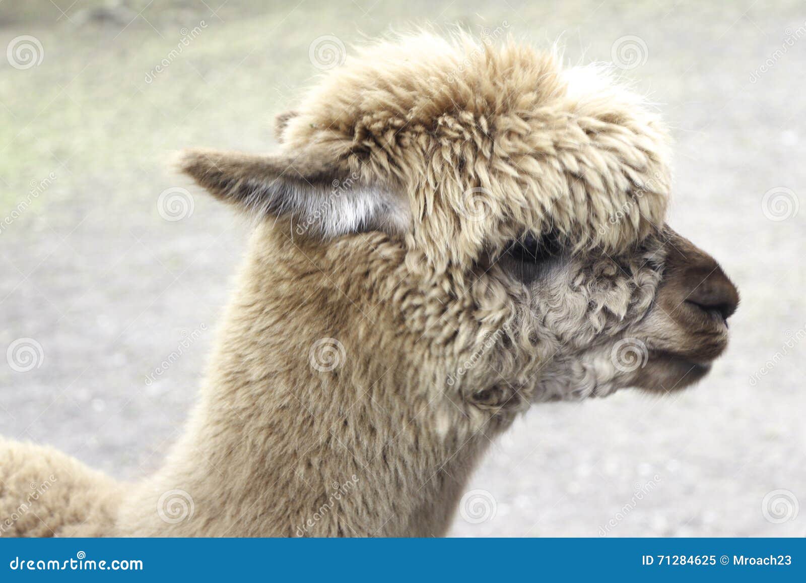 Alpaca Portrait stock image. Image of fiber, alpaca, portrait - 71284625