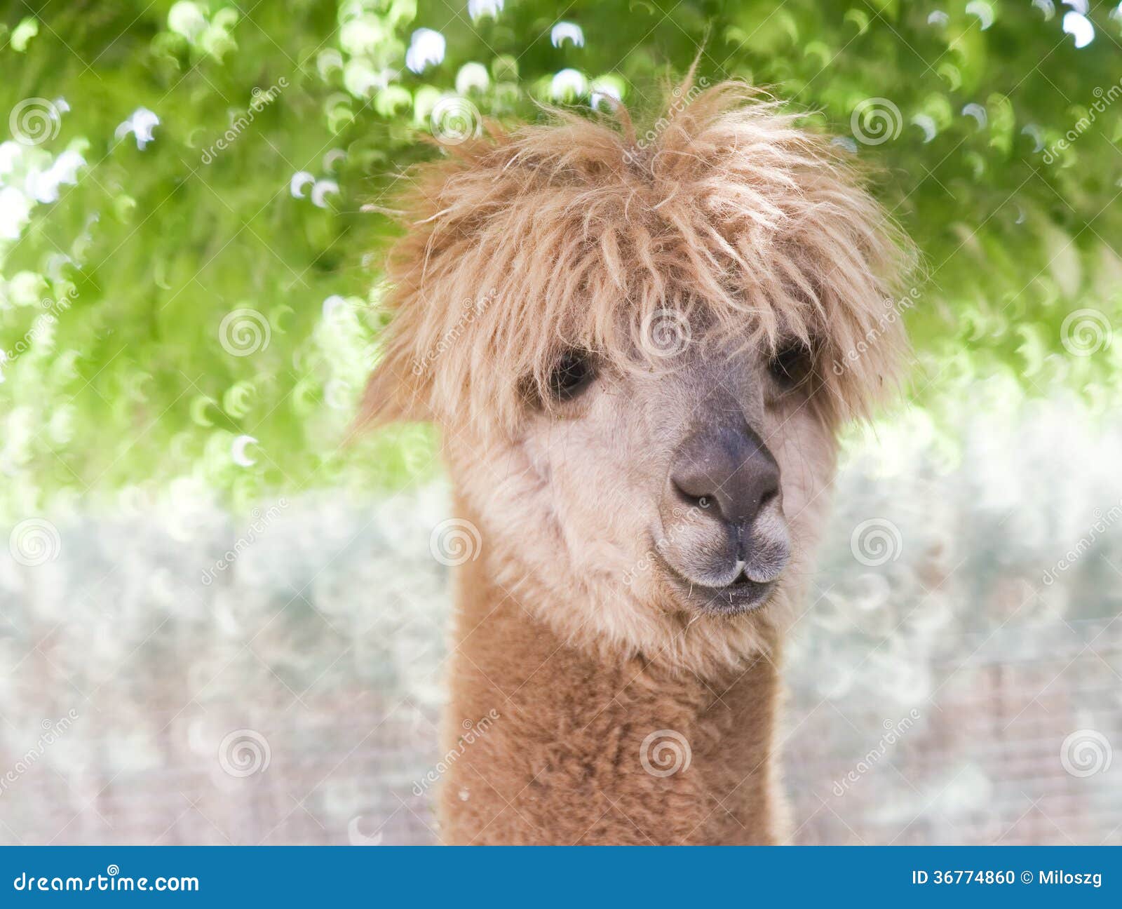 Alpaca portrait stock photo. Image of closeup, alpaca - 36774860