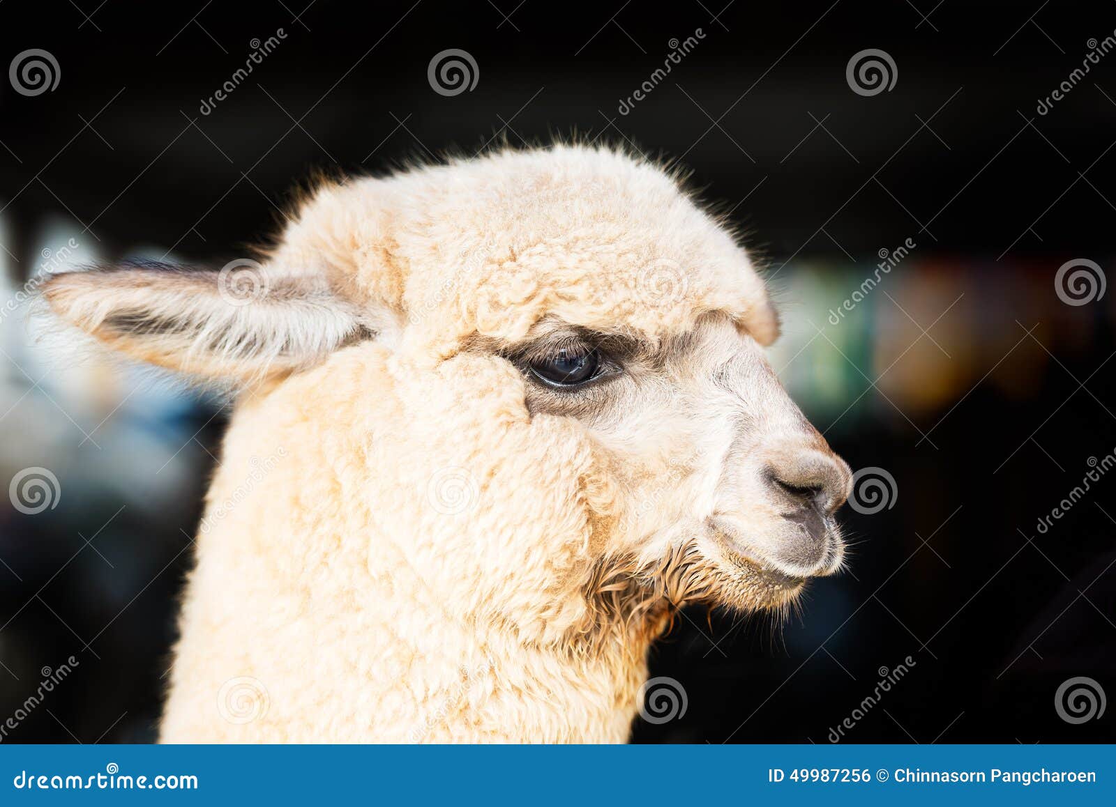 Alpaca stock photo. Image of nature, nose, cute, beautiful - 49987256