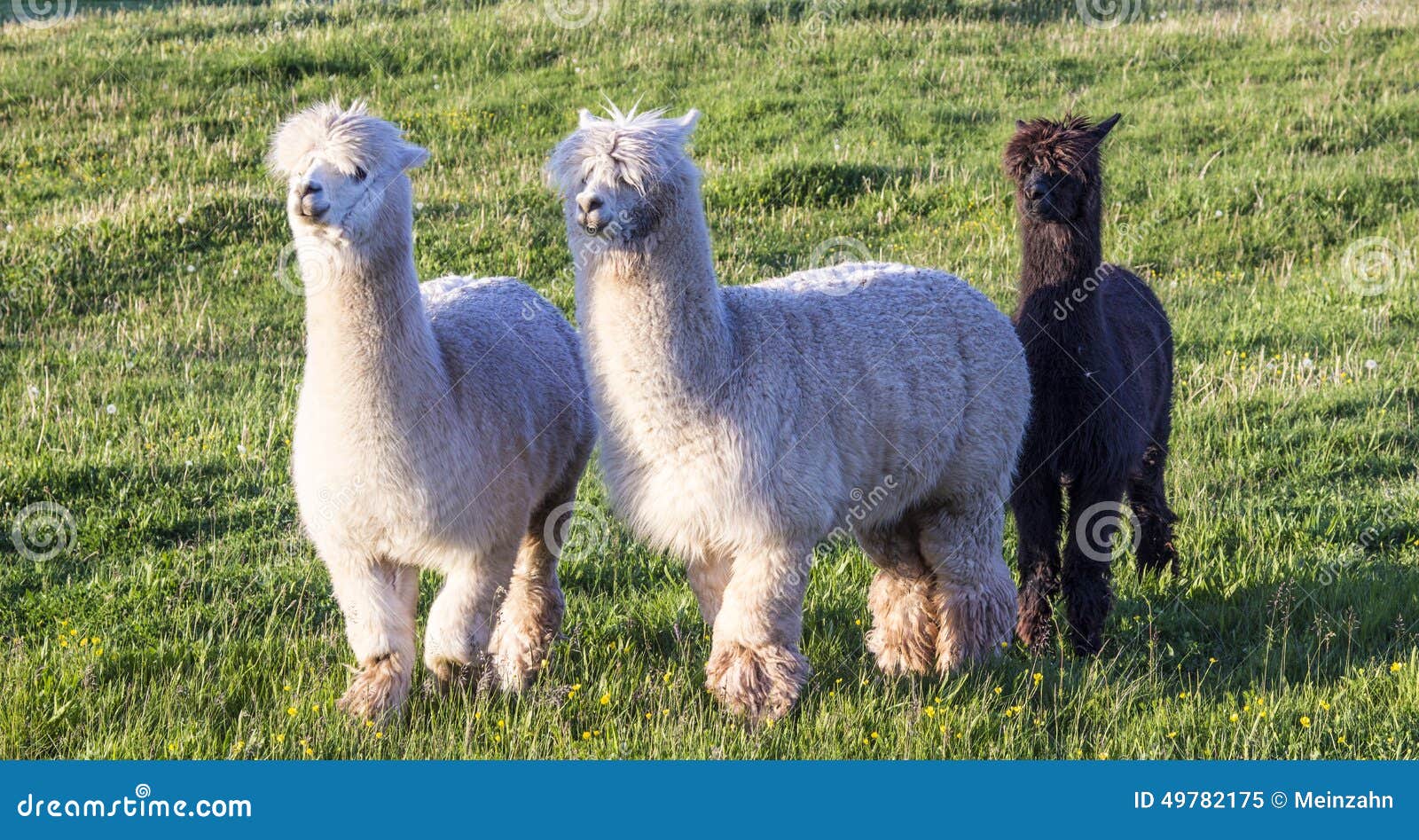 Alpaca portrait stock image. Image of animal, fleece - 49782175
