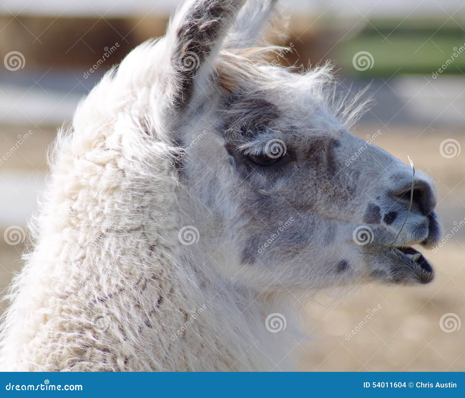 Alpaca Portrait stock photo. Image of america, local - 54011604