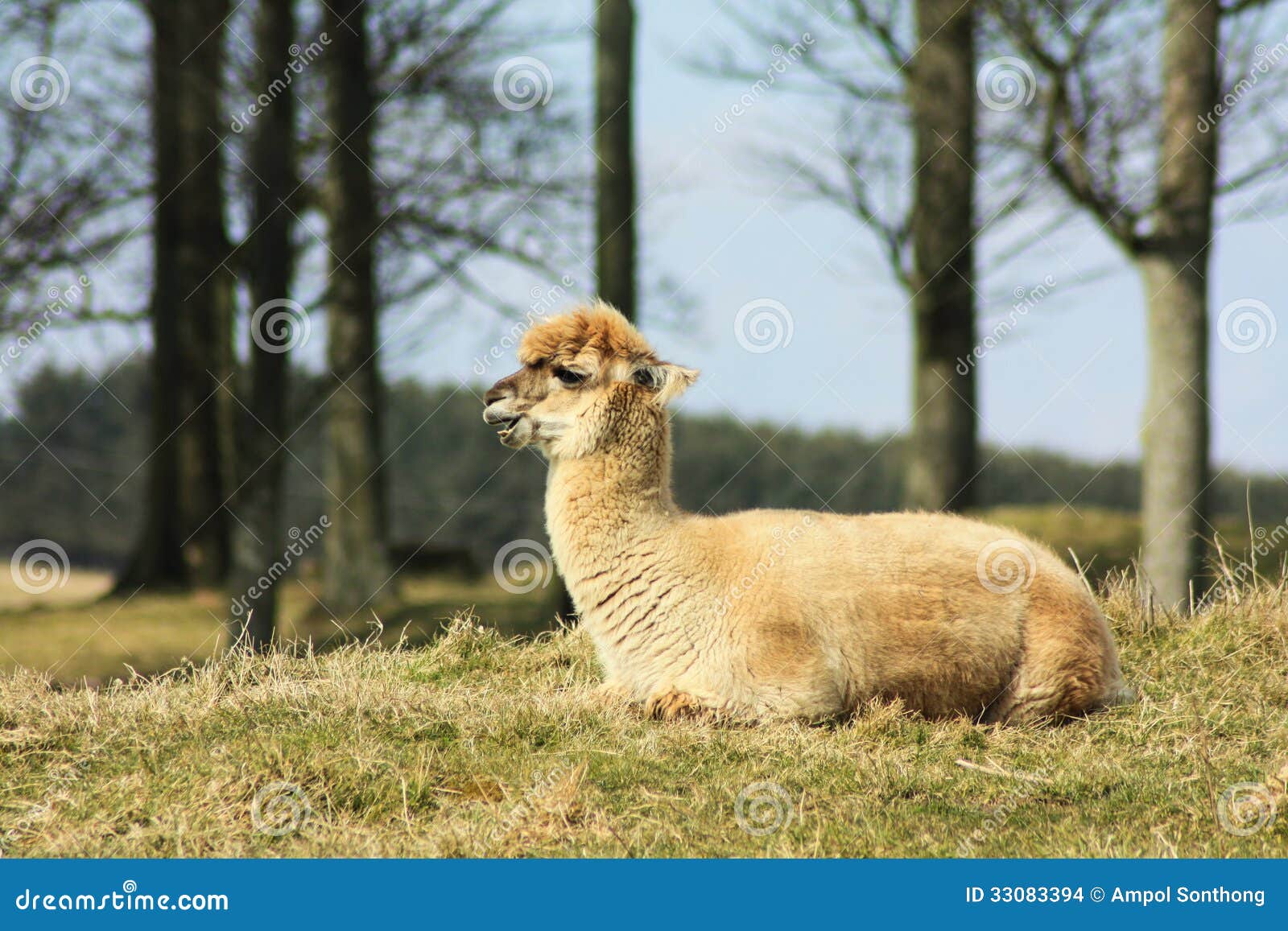Alpaca Que Miente En Hierba. Foto de archivo - Imagen de verano, lanas ...