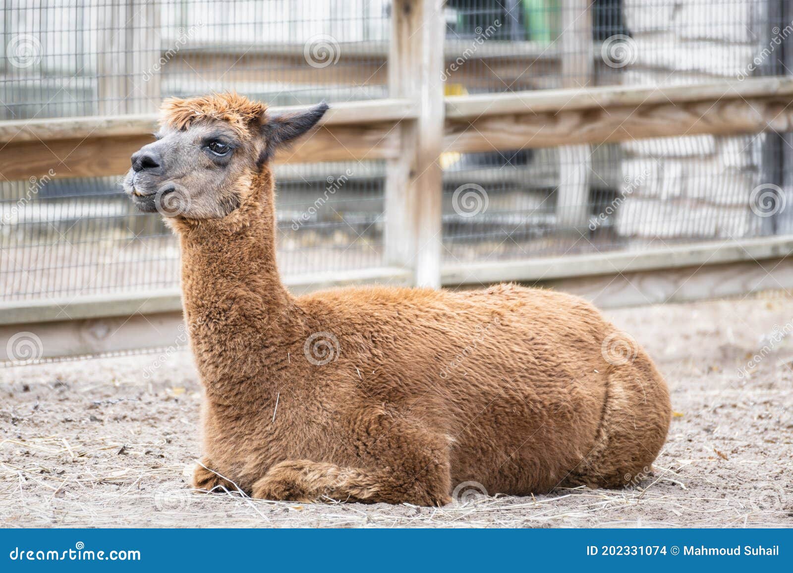 Alpaca Sitting down stock photo. Image of curious, camel - 202331074
