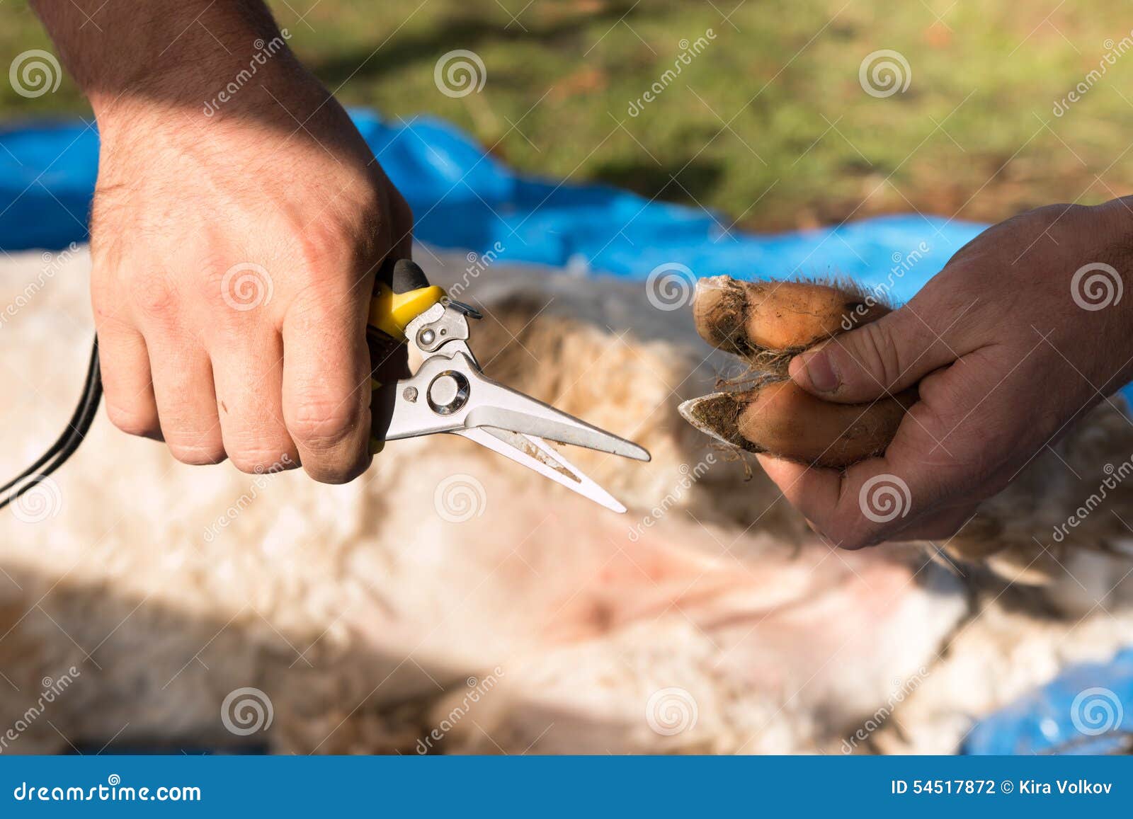 Alpaca S Foot and Shearer S Hand with Trimmer Stock Photo - Image of ...