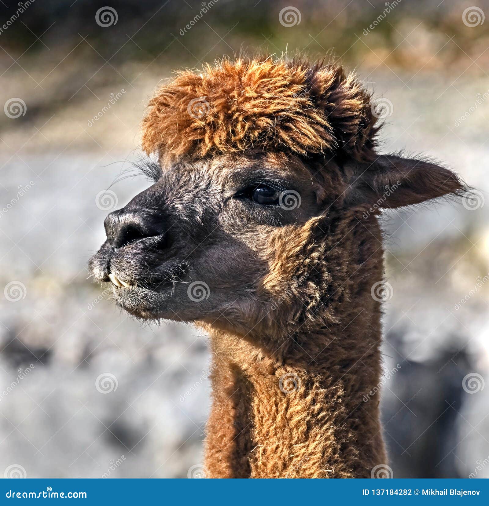 Alpaca`s head 1 stock photo. Image of zoology, mountain - 137184282