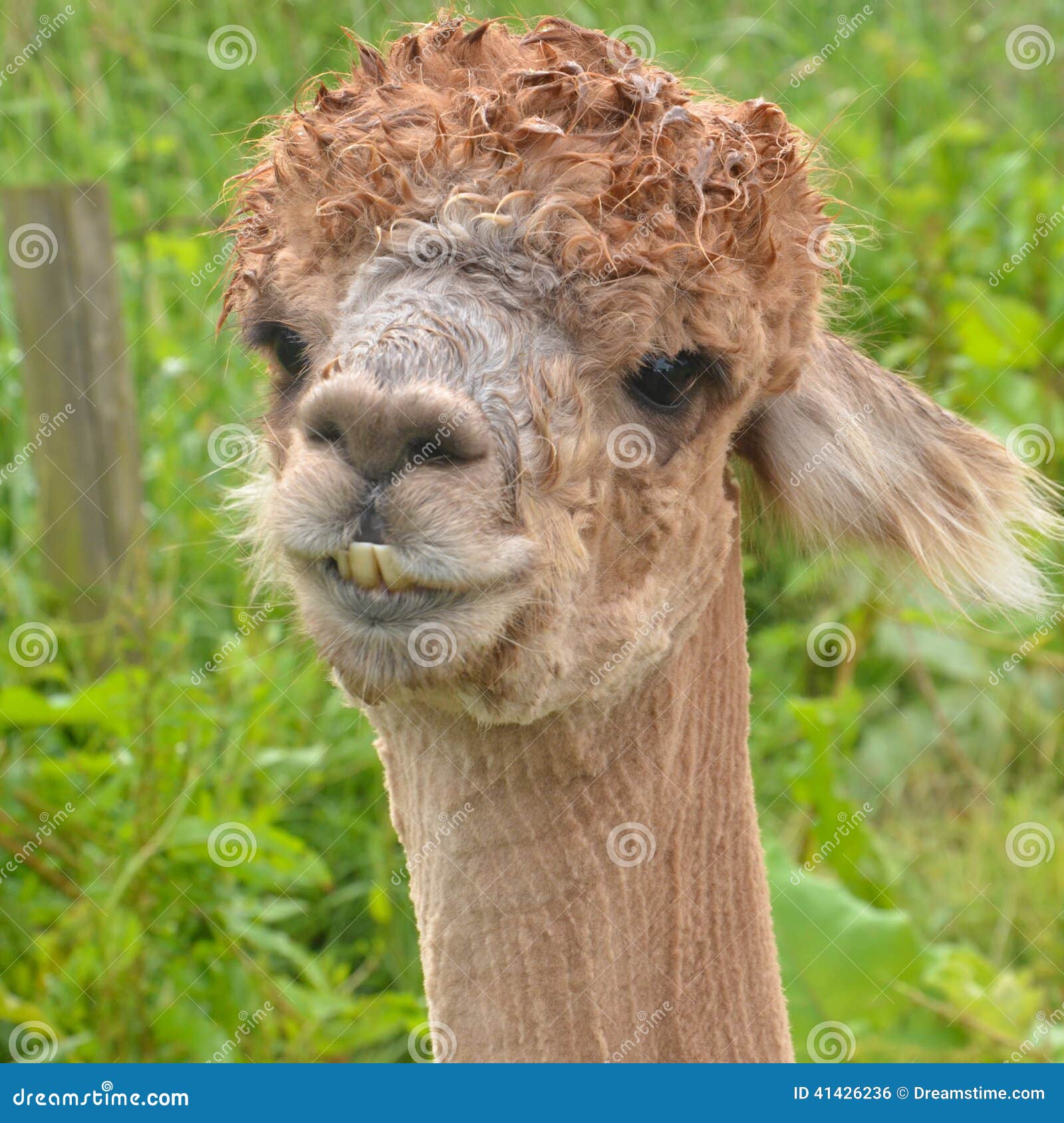 Alpaca Showing its Teeth stock photo. Image of grin, llam - 41426236