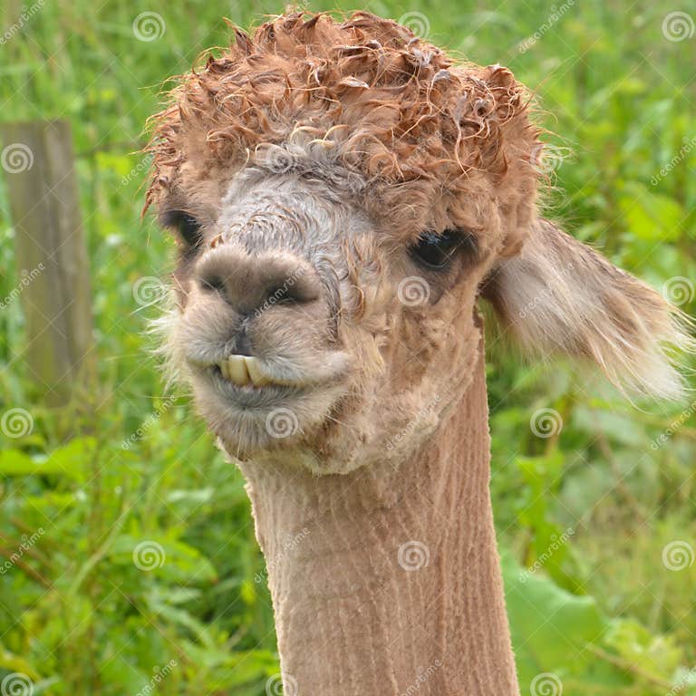 Alpaca Showing its Teeth stock photo. Image of grin, llam - 41426236