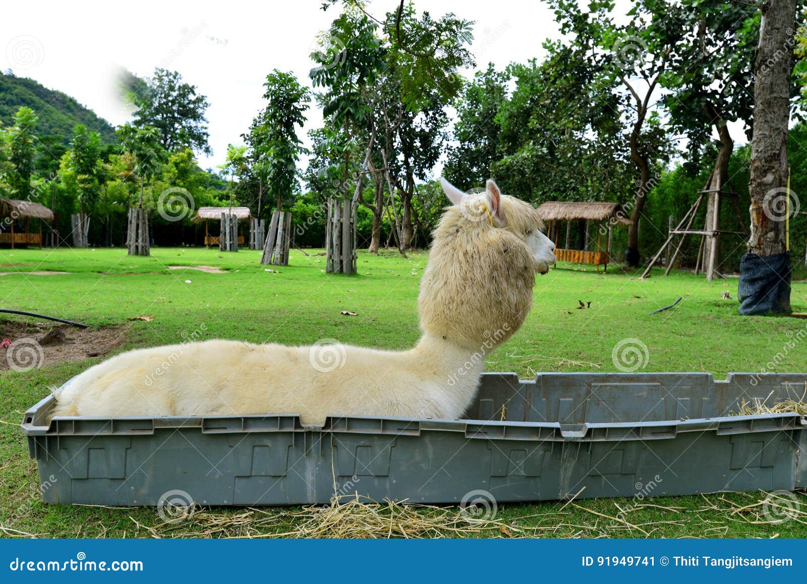 Alpaca sit down stock image. Image of closeup, site, animal - 91949741