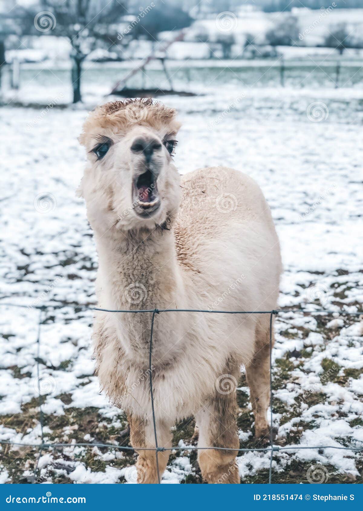 Alpaca in snow stock photo. Image of farming, hunsruck - 218551474