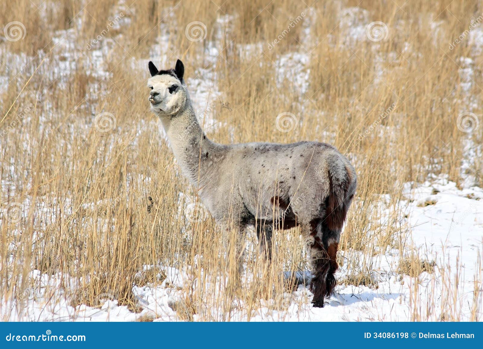 Alpaca in Snow stock photo. Image of brown, nature, chile - 34086198
