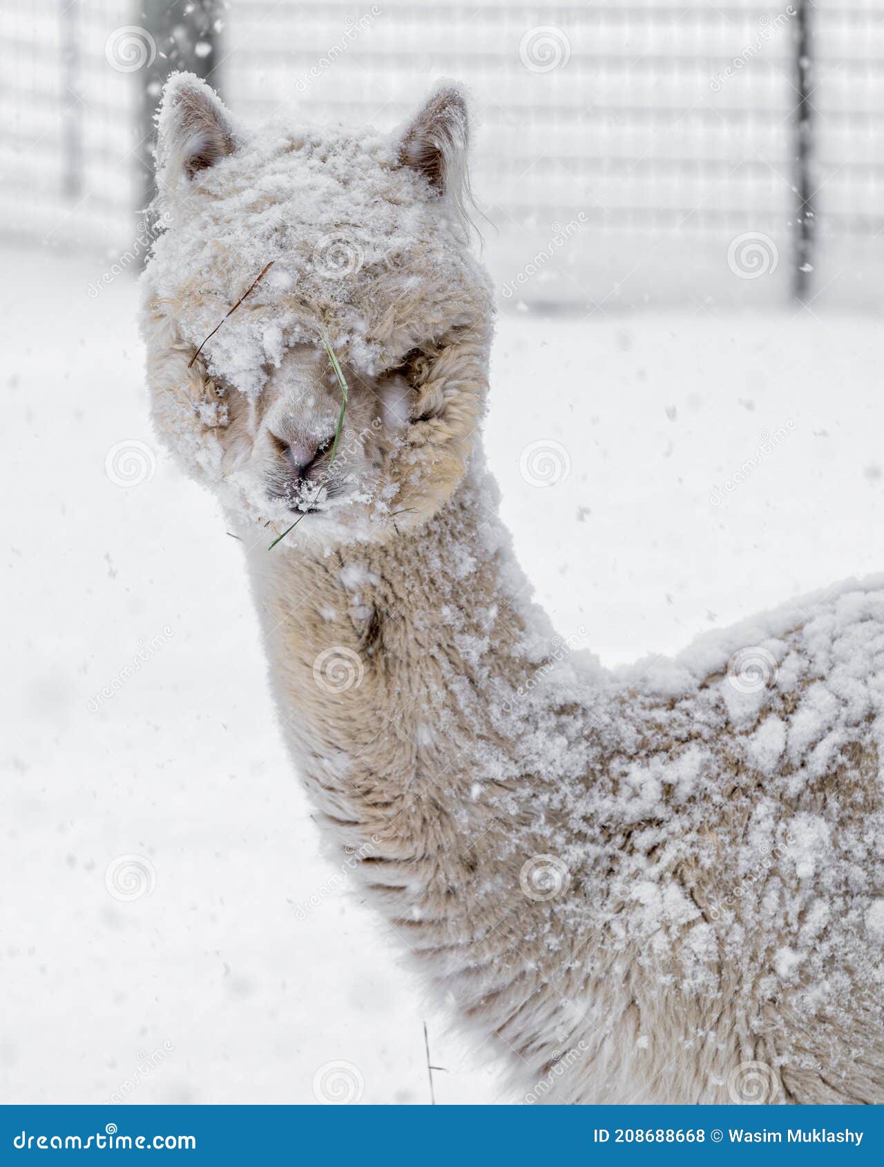 Alpaca in the Snow during Winter Stock Photo - Image of bend, leaf ...