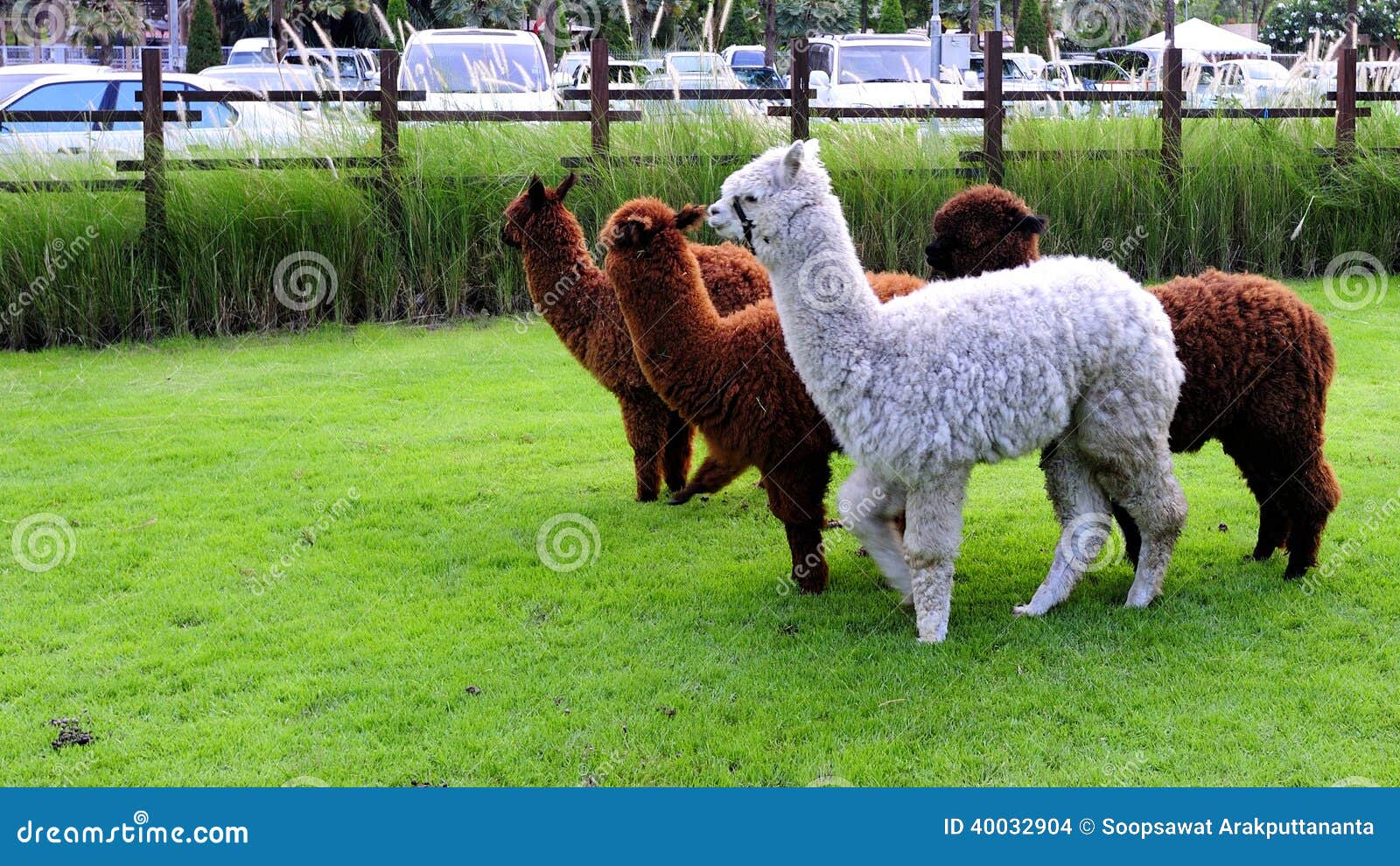 Alpaca stock photo. Image of cuzco, nose, animal, patience - 40032904