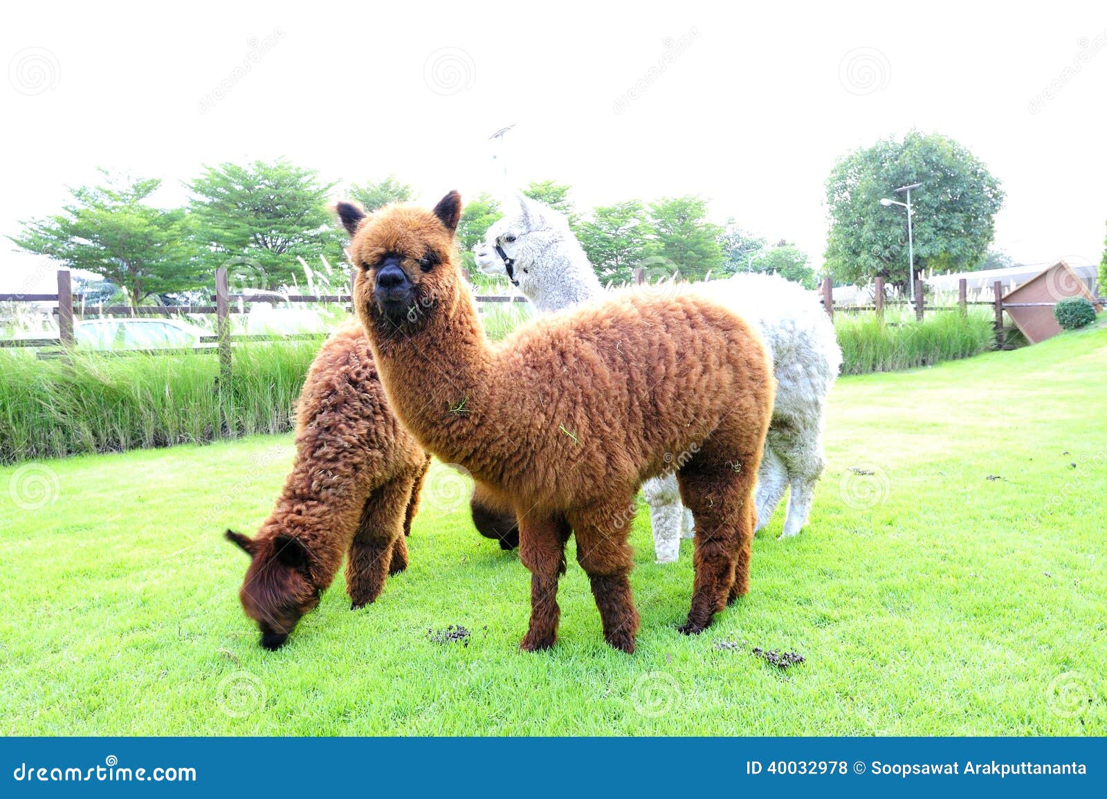Alpaca stock photo. Image of herbivorous, mammal, young - 40032978