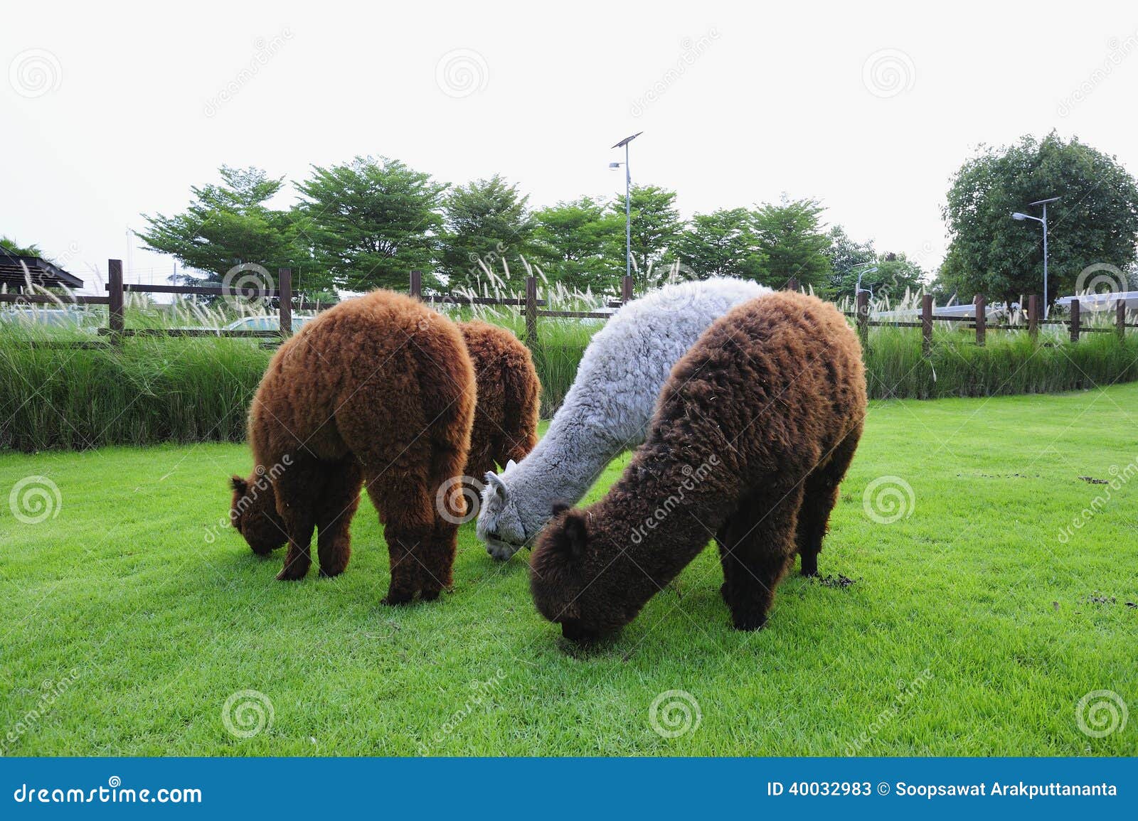 Alpaca stock image. Image of cuzco, brown, llama, white - 40032983