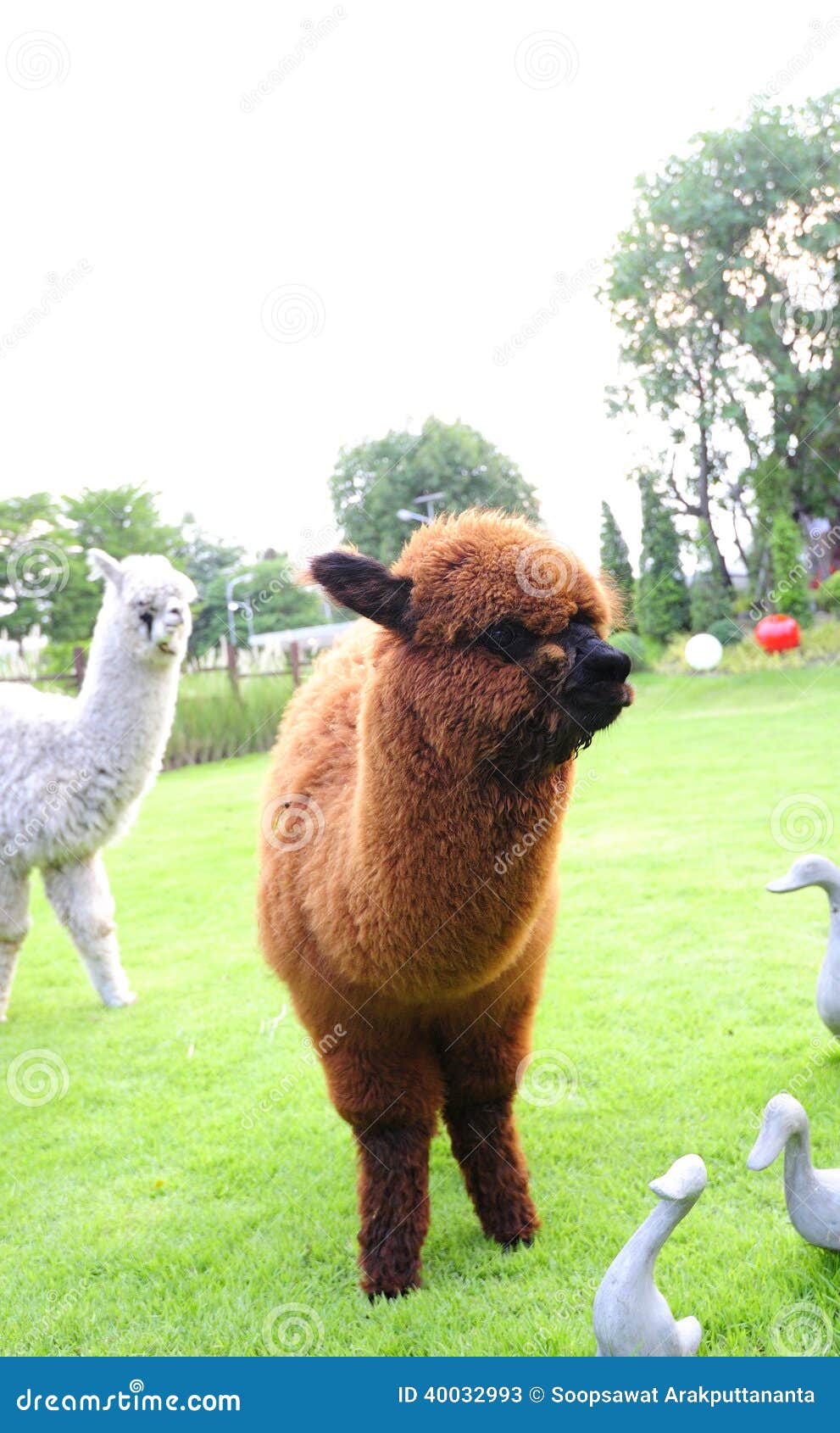Alpaca stock image. Image of peru, mouth, animal, cuzco - 40032993