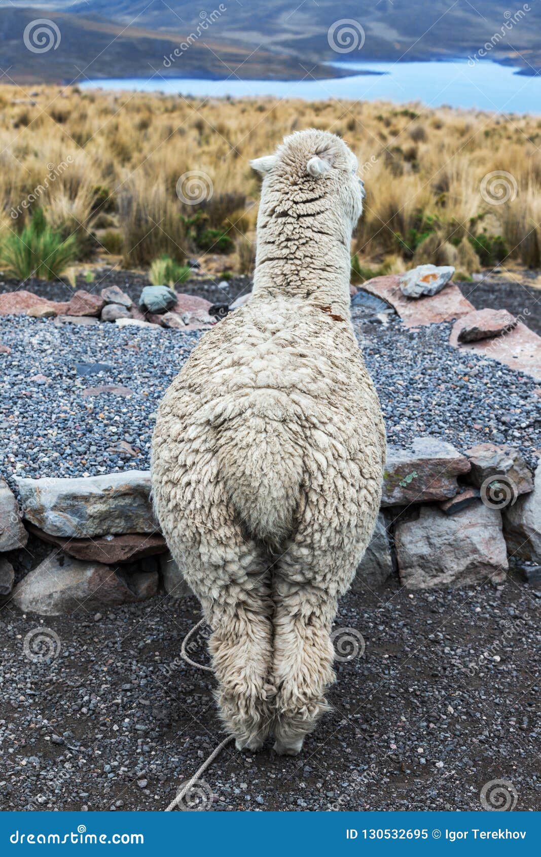 Alpaca standing back stock image. Image of peru, andes - 130532695