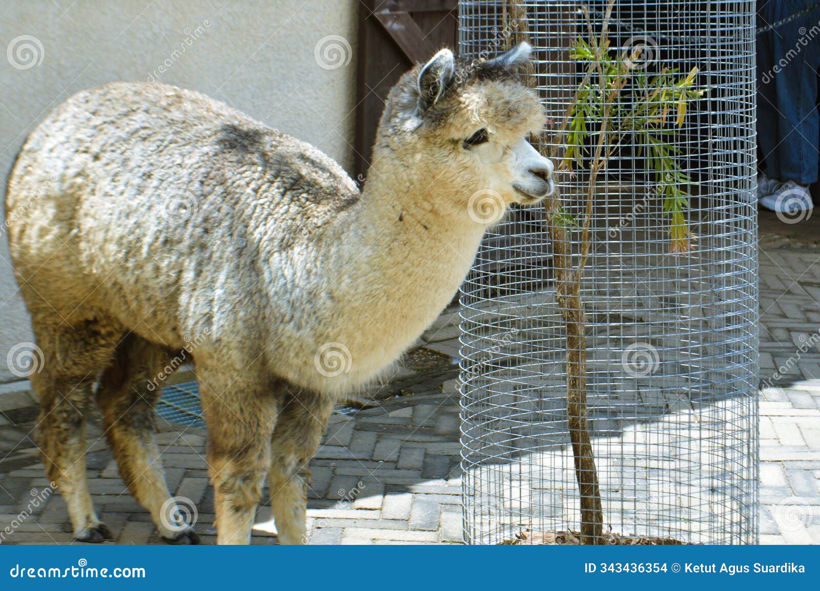 Observing Young Spectacled Caiman In Kaw-Roura National Nature Reserve ...