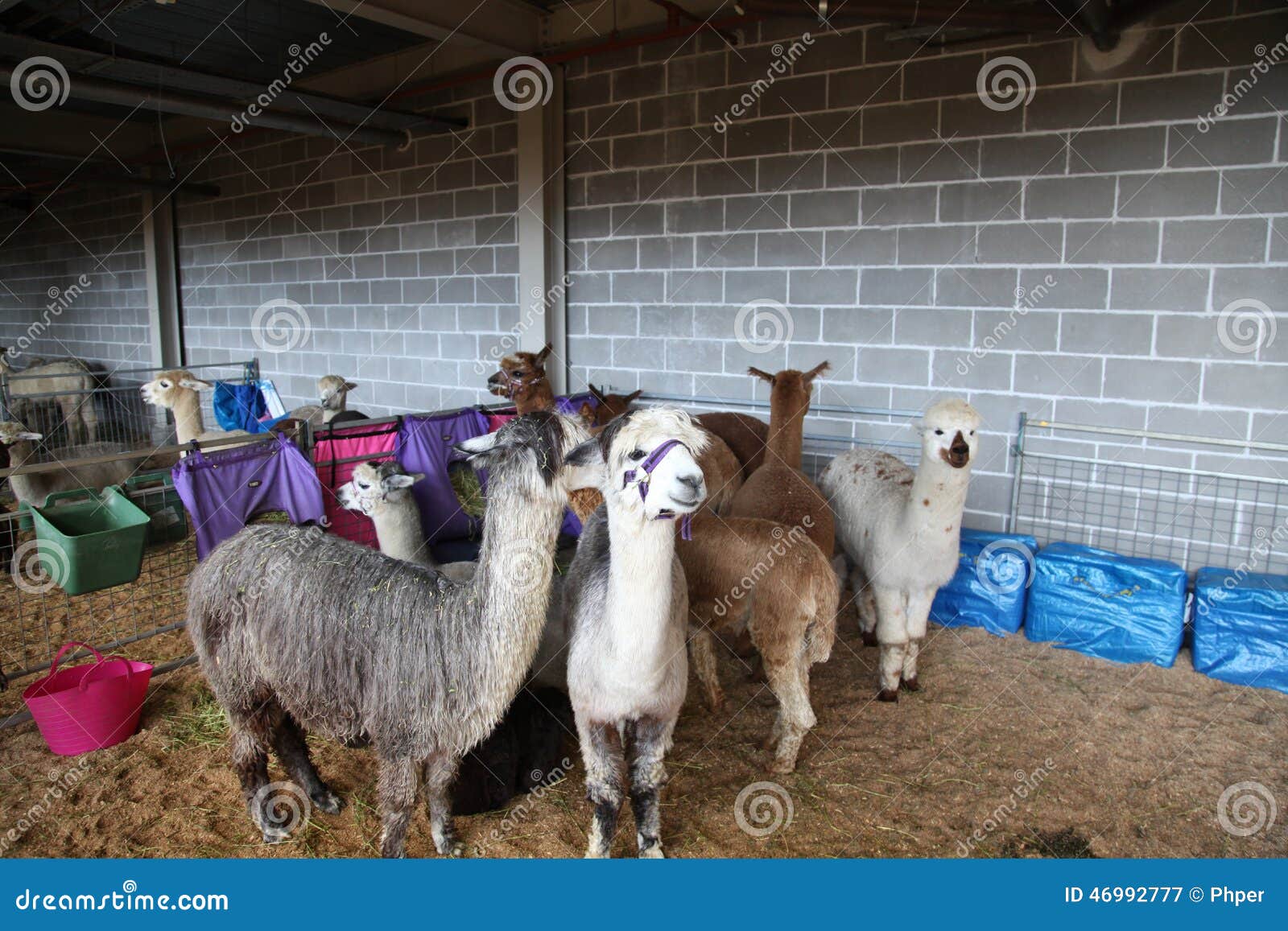 Alpaca - Sydney Royal Easter Show Fotografía editorial - Imagen de ...