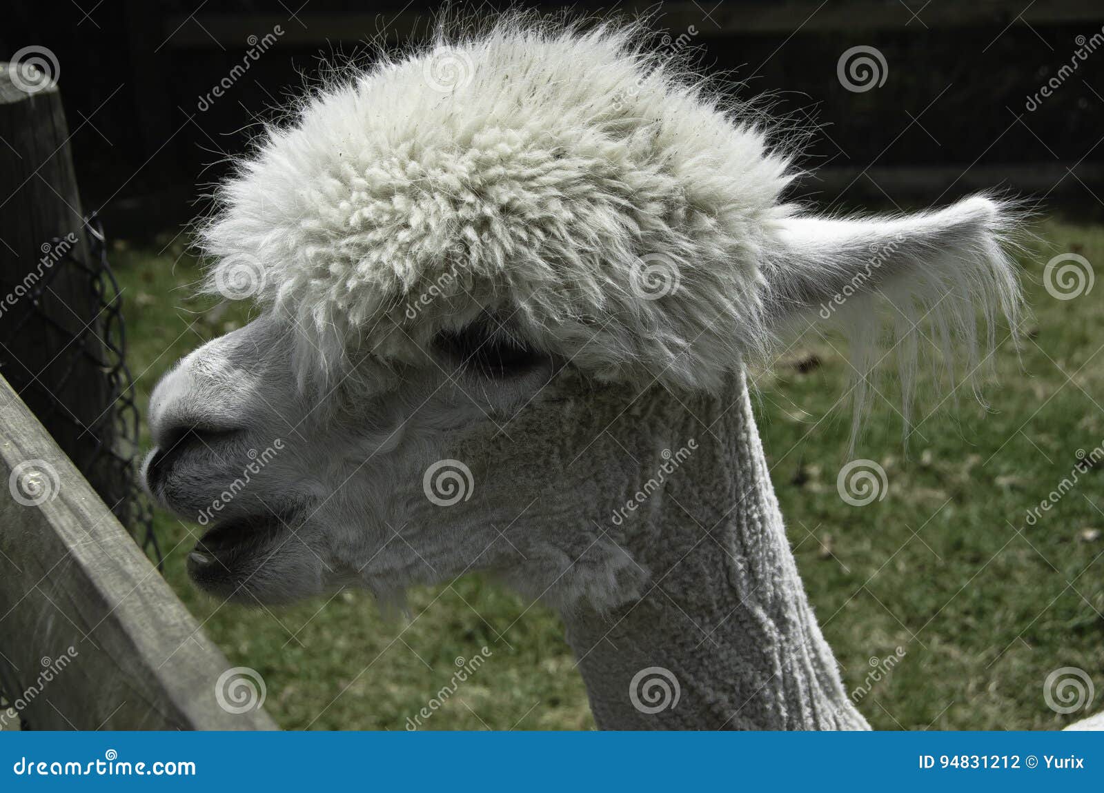 Alpaca talking stock photo. Image of face, animal, smiling - 94831212