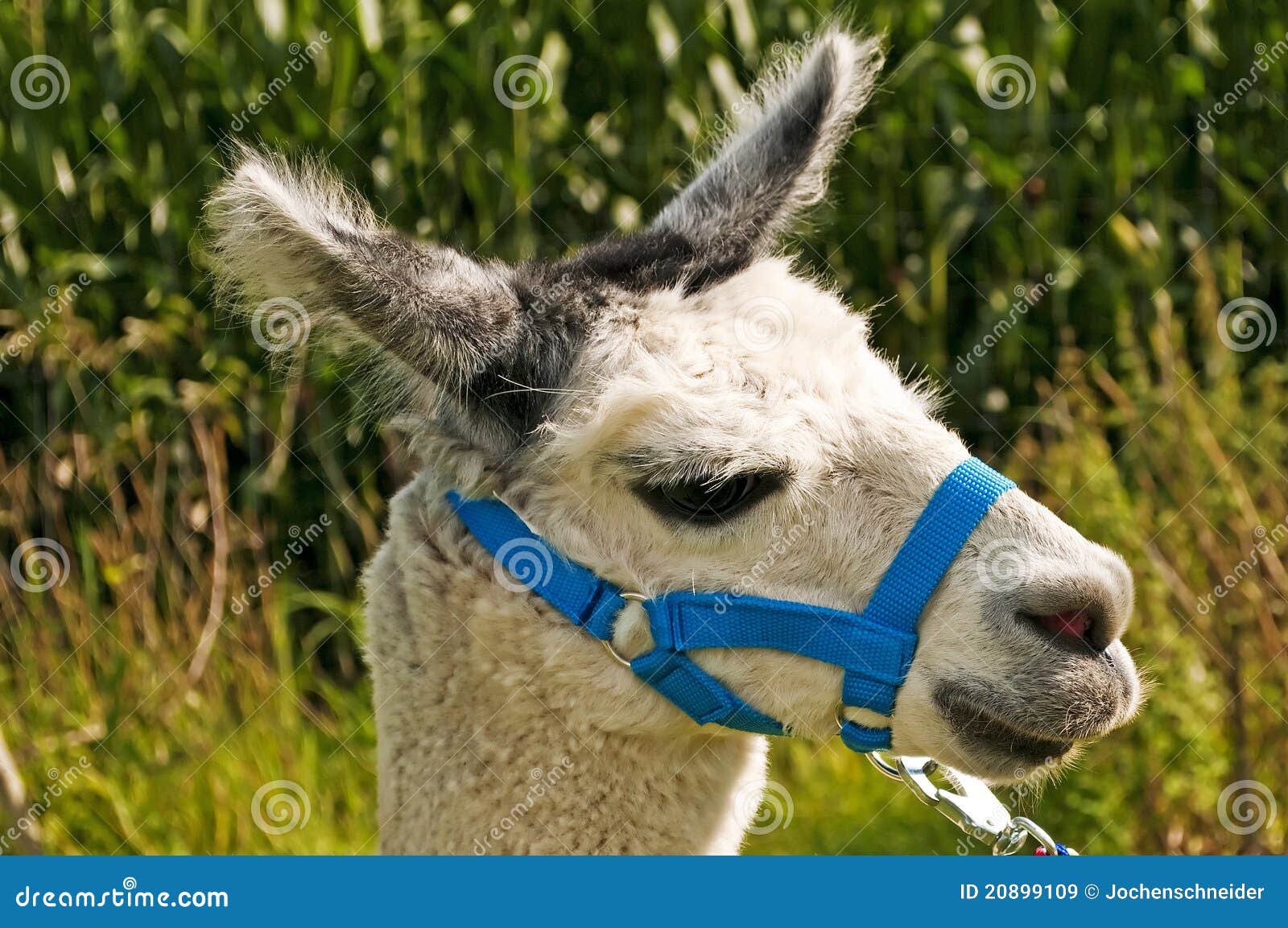 Alpaca, Vicugna pacos stock image. Image of holstered - 20899109
