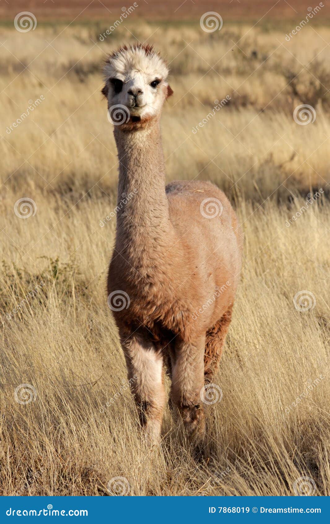 Alpaca (Vicugna pacos) stock image. Image of latin, animal - 7868019
