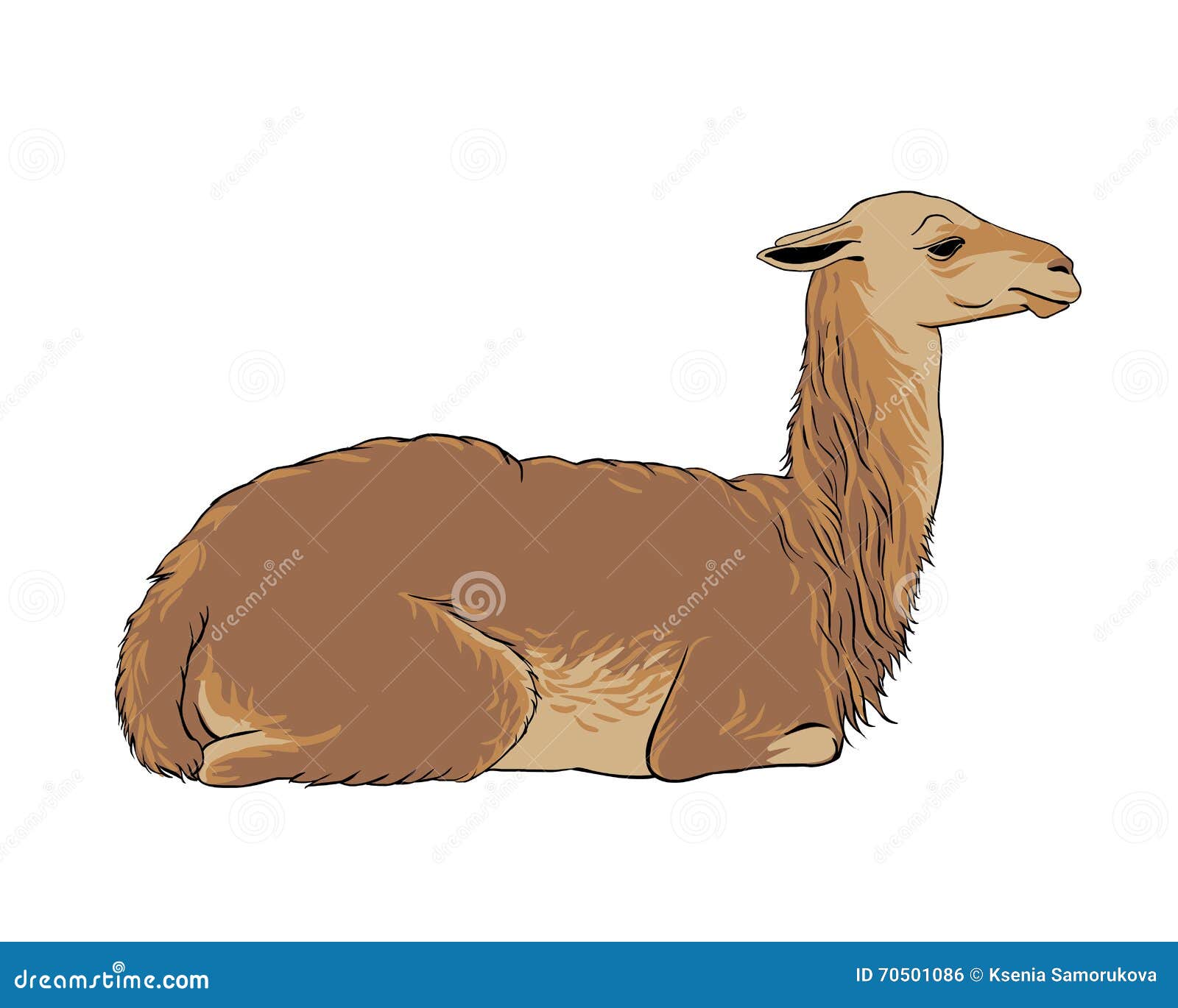 Alpaca (vicuna, llama) stock vector. Illustration of alpaca - 70501086