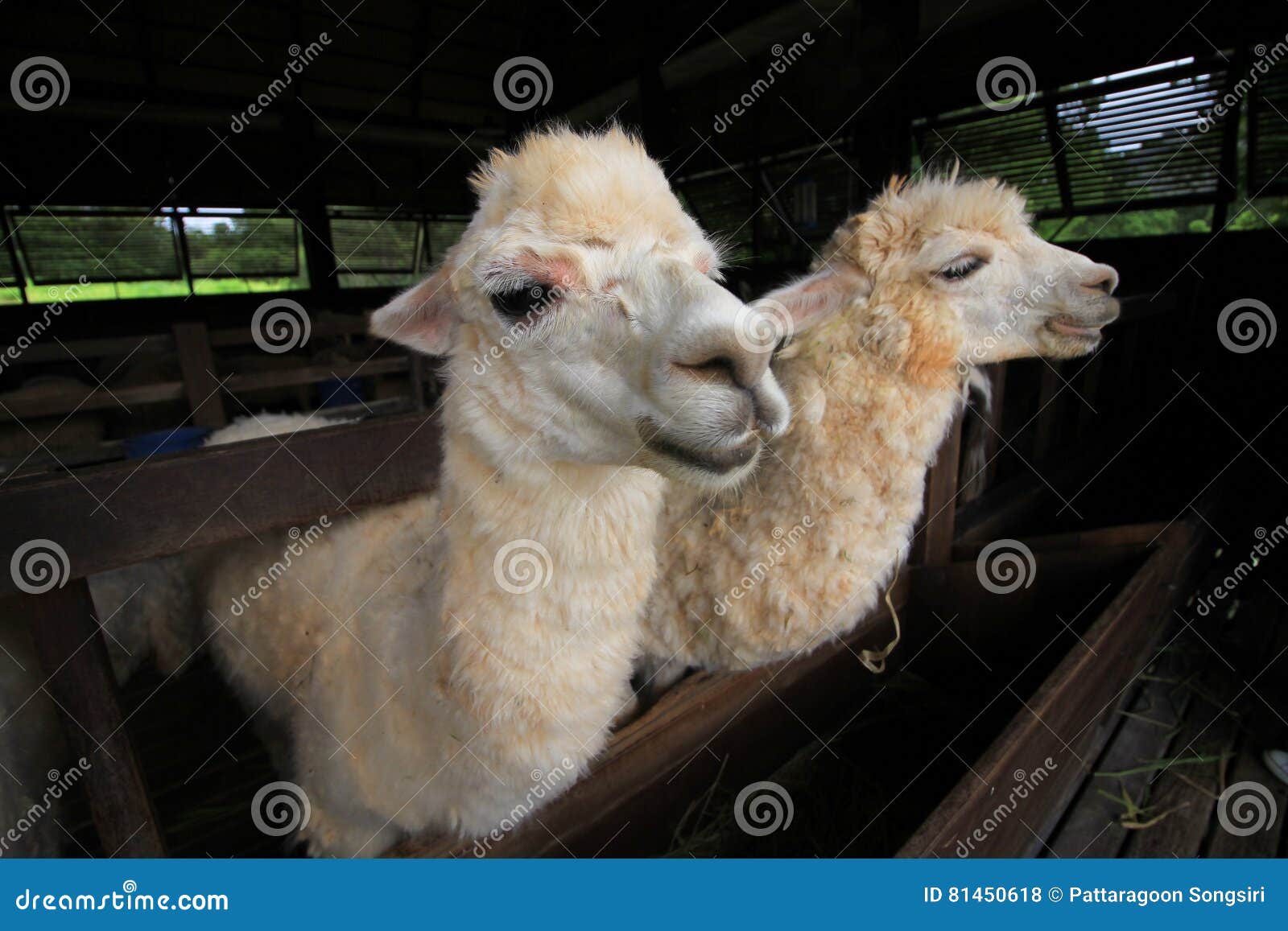 Alpaca Waiting for Feed in the Farm. Stock Photo - Image of waiting ...