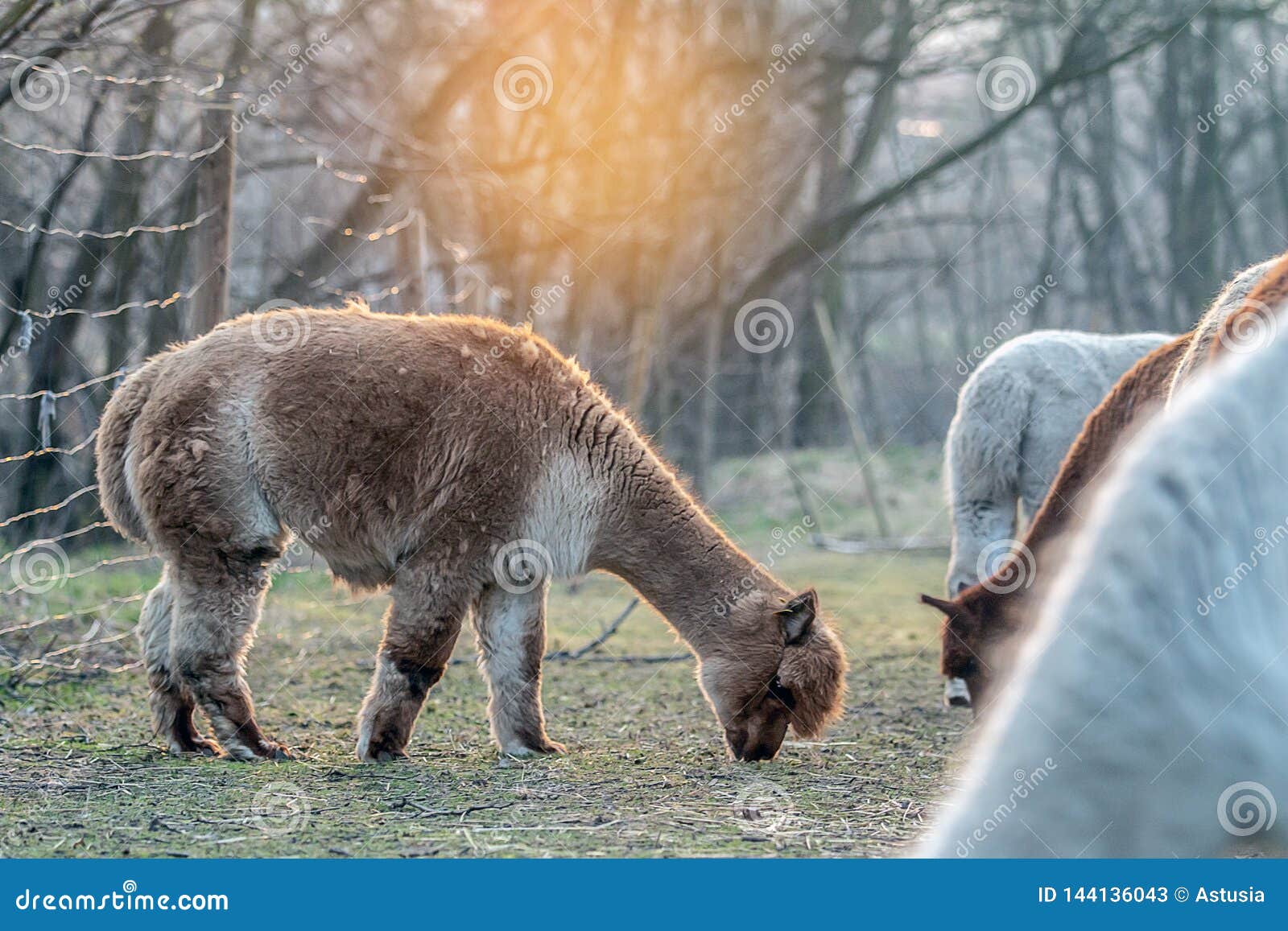 Alpaca walk in nature. stock image. Image of fleece - 144136043