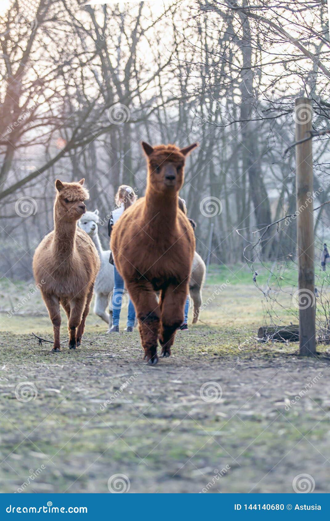 Alpaca walk in nature. stock photo. Image of black, cute - 144140680