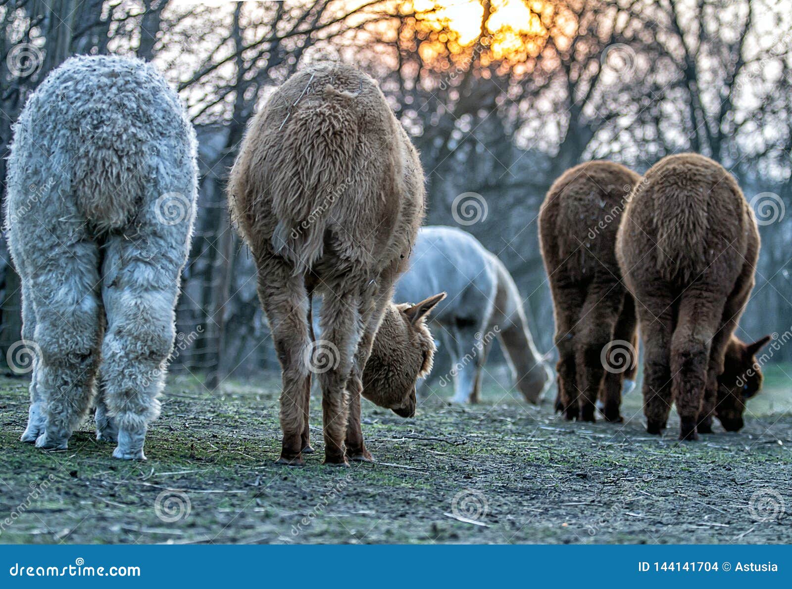 Alpaca walk in nature. stock photo. Image of graze, beautiful - 144141704