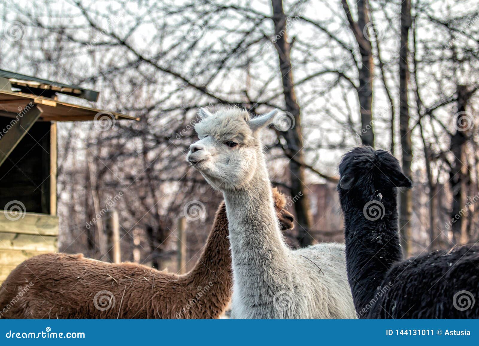 Alpaca walk in nature. stock image. Image of wildlife - 144131011