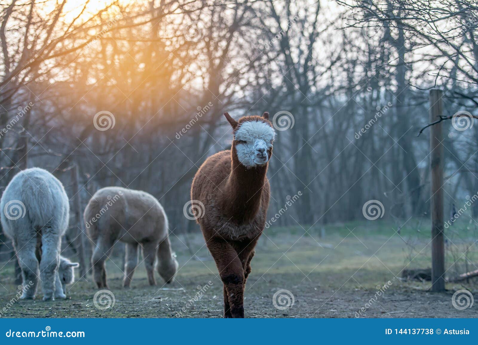 Alpaca walk in nature. stock photo. Image of mammal - 144137738