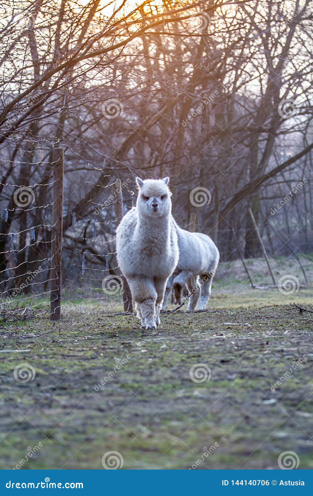 Alpaca walk in nature. stock photo. Image of mammal - 144140706